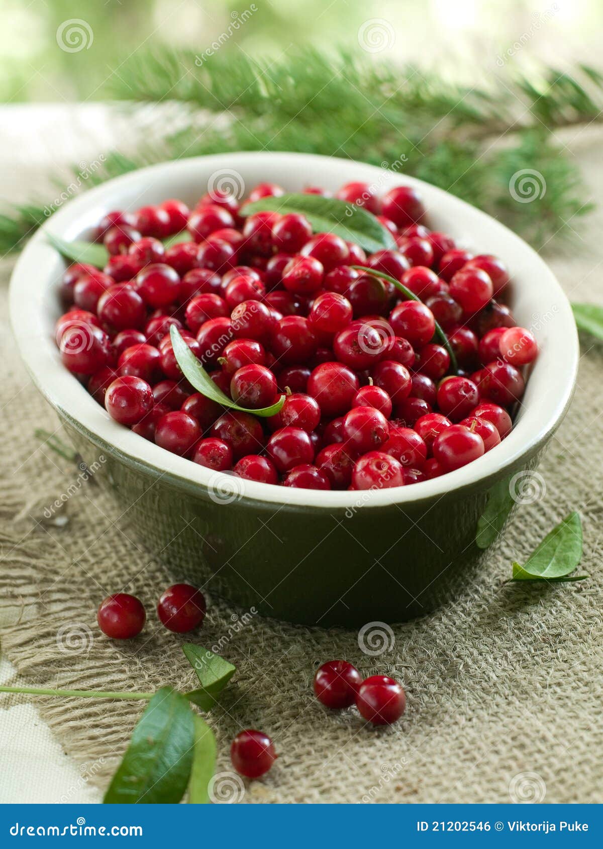 Cowberry stock photo. Image of eating, cowberry, closeup - 21202546