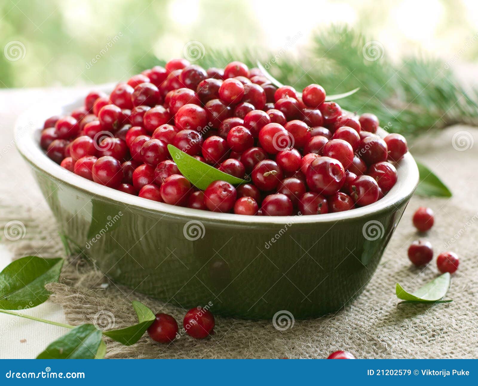 Cowberry stock image. Image of fruit, whortleberry, autumn - 21202579