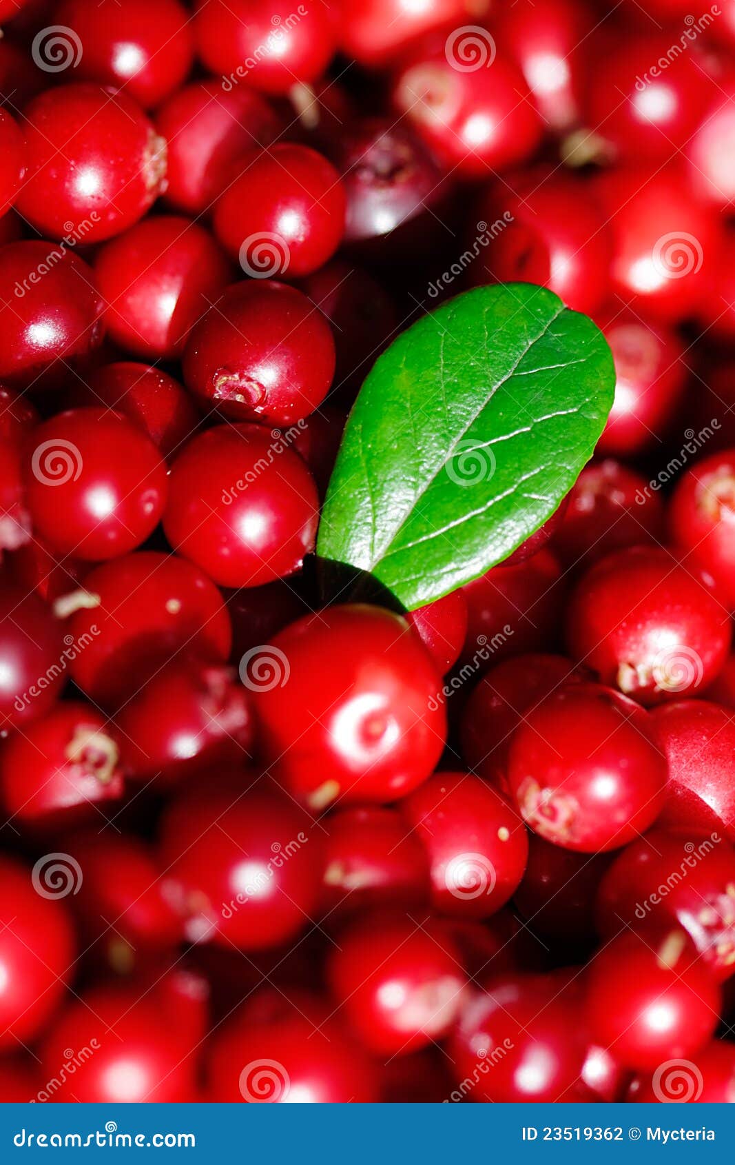 Cowberry stock photo. Image of dessert, food, ingredient - 23519362