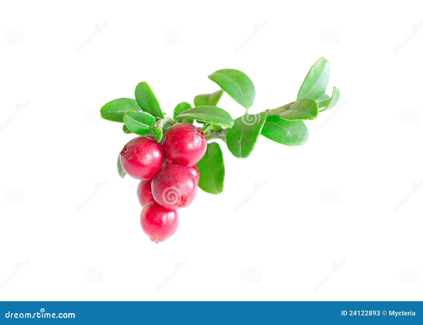 Cowberry stock image. Image of background, berry, healthy - 24122893
