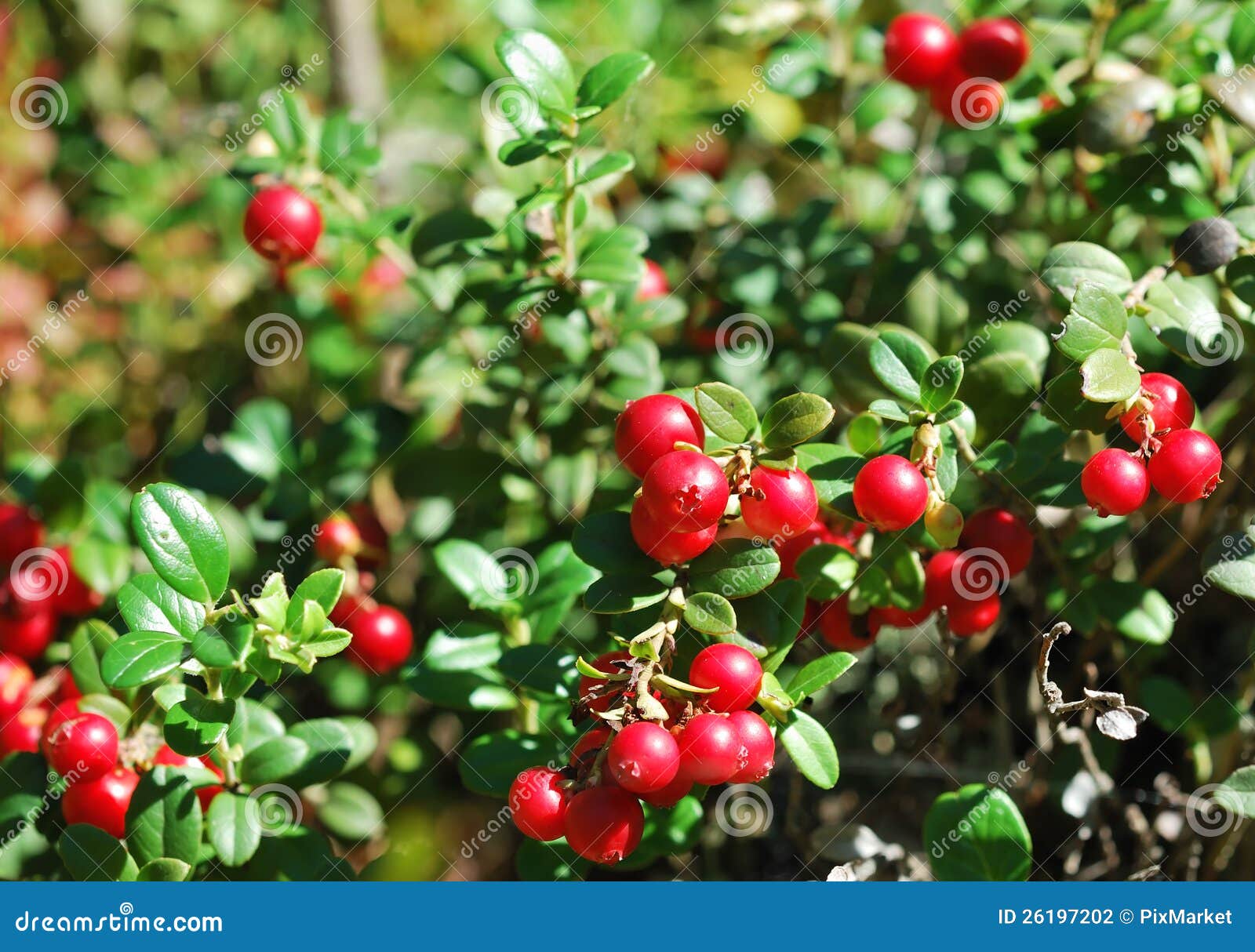 Cowberry stock photo. Image of cowberry, fruit, foxberry - 26197202