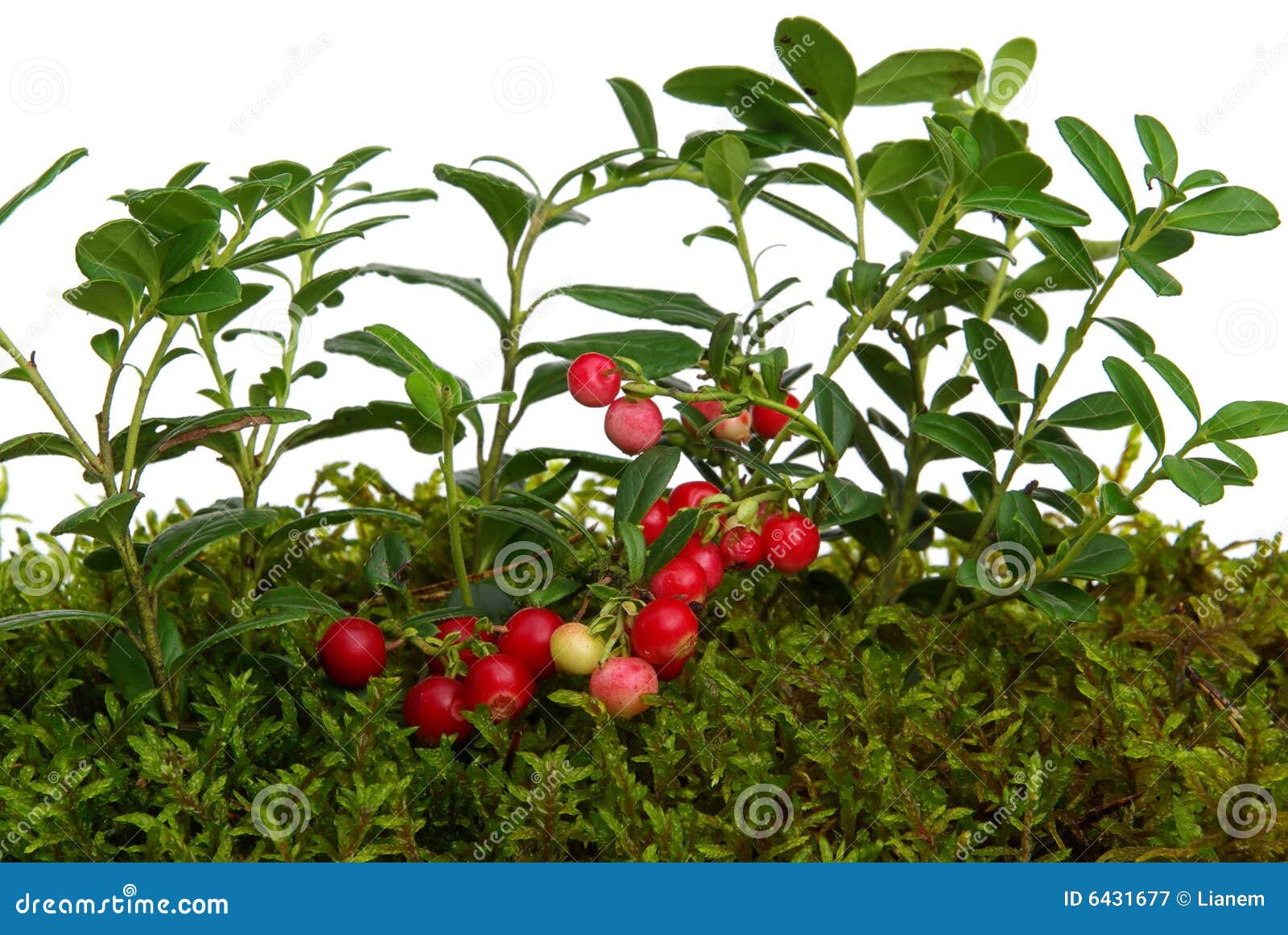Cowberry stock image. Image of bush, berries, autumn, lingonberry - 6431677