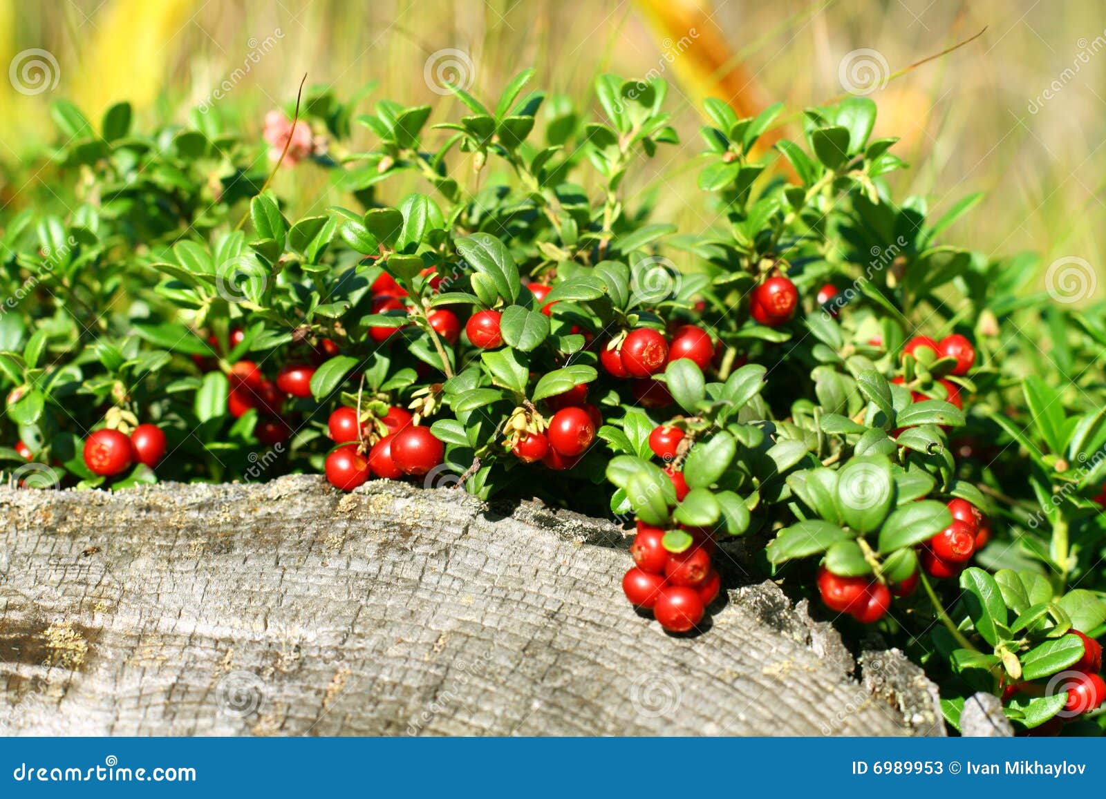 Cowberry stock image. Image of green, flora, wild, idaea - 6989953