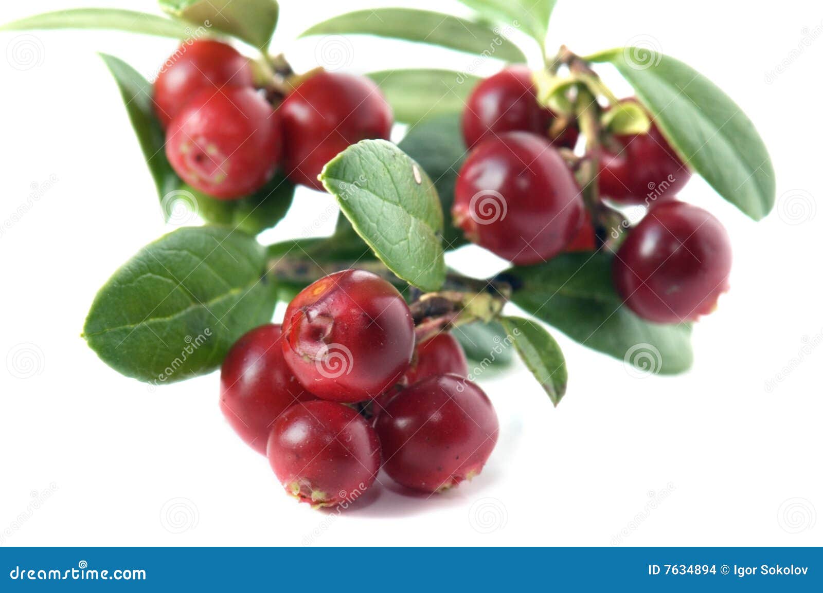 Cowberry stock photo. Image of autumn, christmas, moss - 7634894