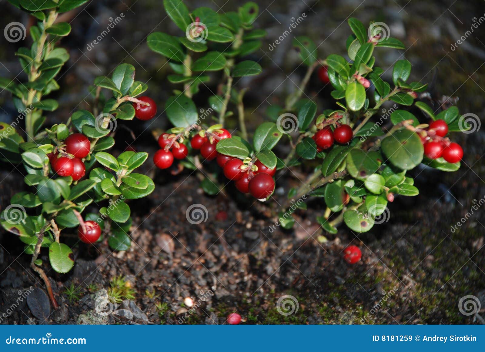 Cowberry stock image. Image of fruit, green, plant, fleece - 8181259