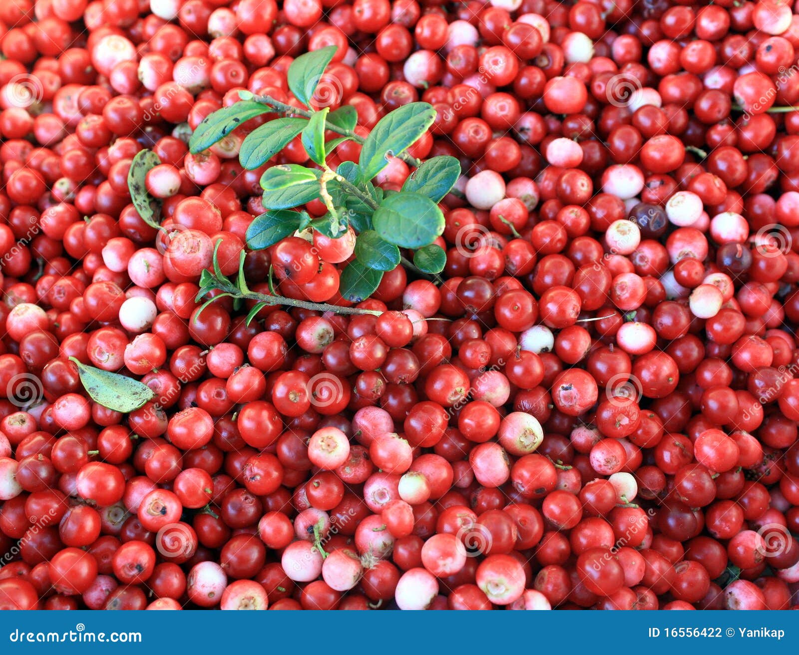 Cowberry berries stock photo. Image of autumn, fruits - 16556422