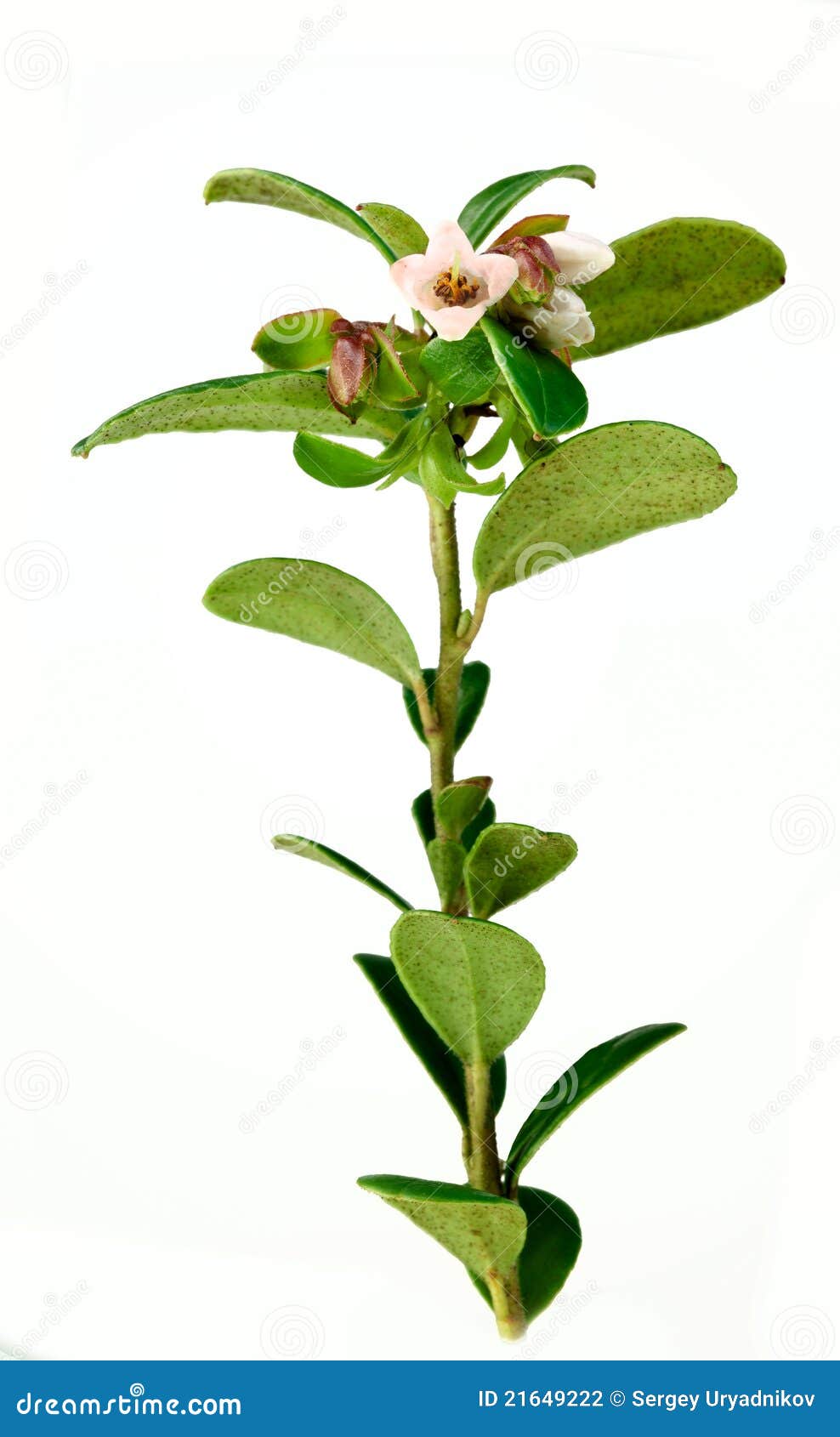 Cowberry Branch with Flowers Stock Photo - Image of autumn, closeup ...