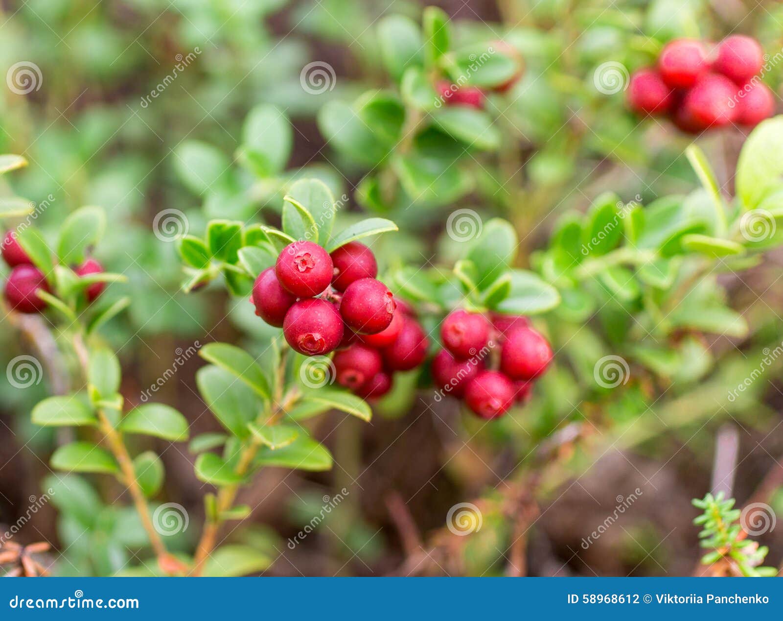 Cowberry. Bushes of Ripe Forest Berries Stock Photo - Image of healthy ...