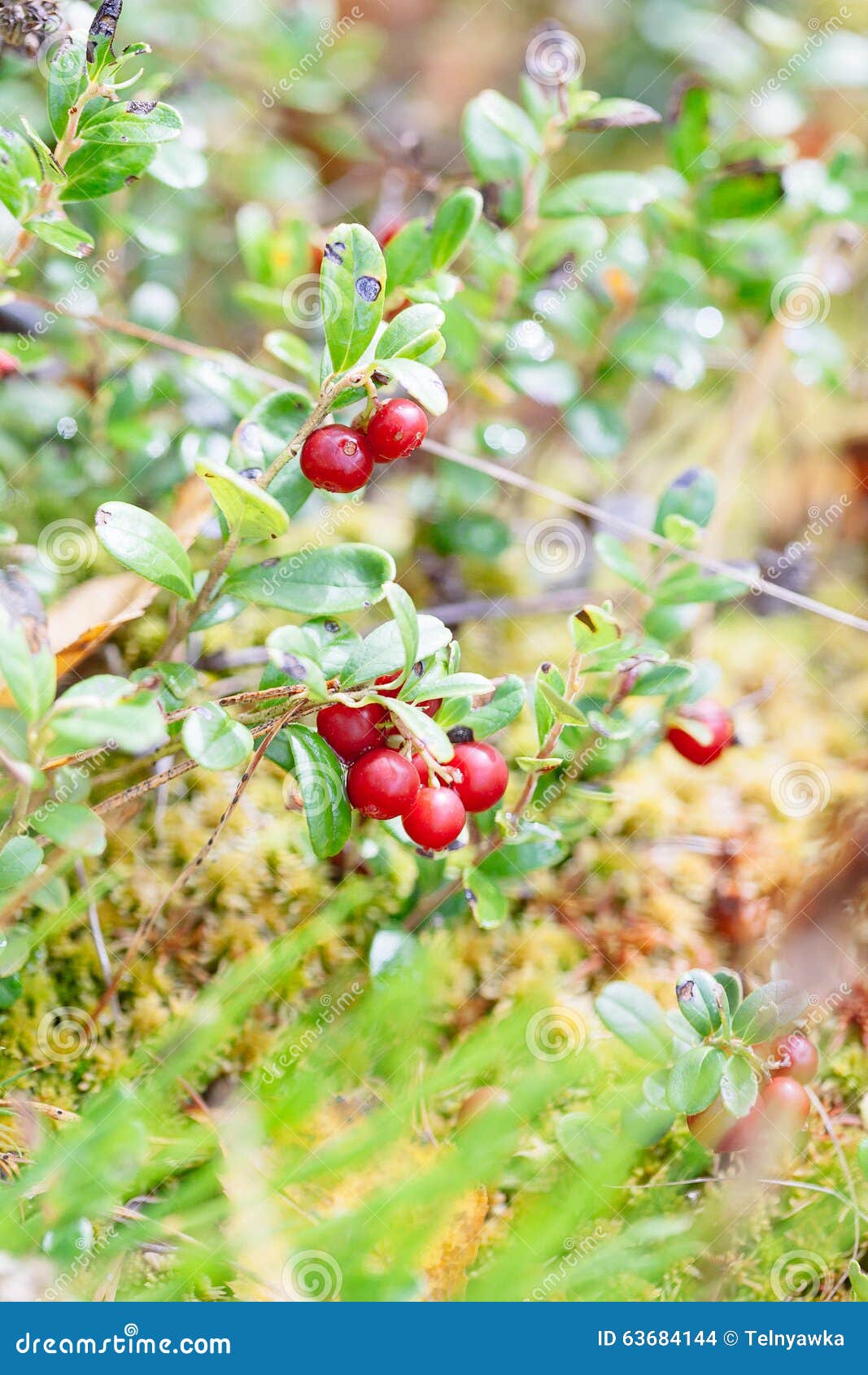 Cowberry. Bushes of Ripe Forest Berries Stock Photo - Image of foxberry ...