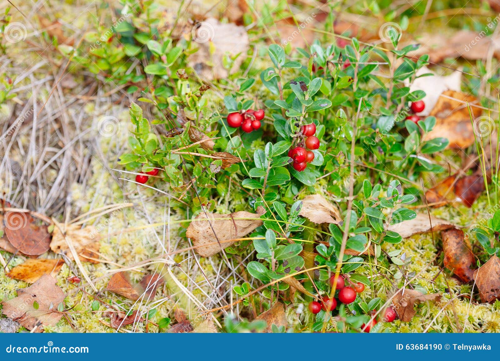 Cowberry. Bushes of Ripe Forest Berries Stock Photo - Image of organic ...