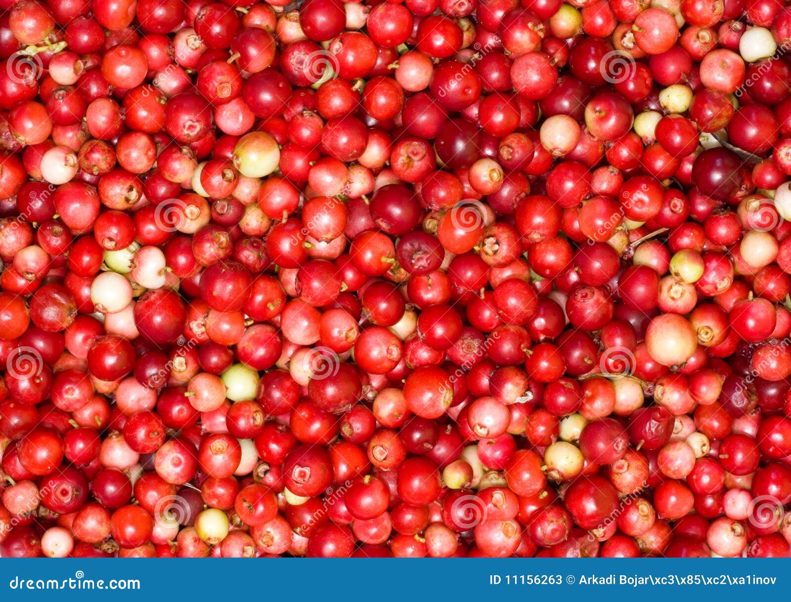 Cowberry in close up stock image. Image of vitaminize - 11156263