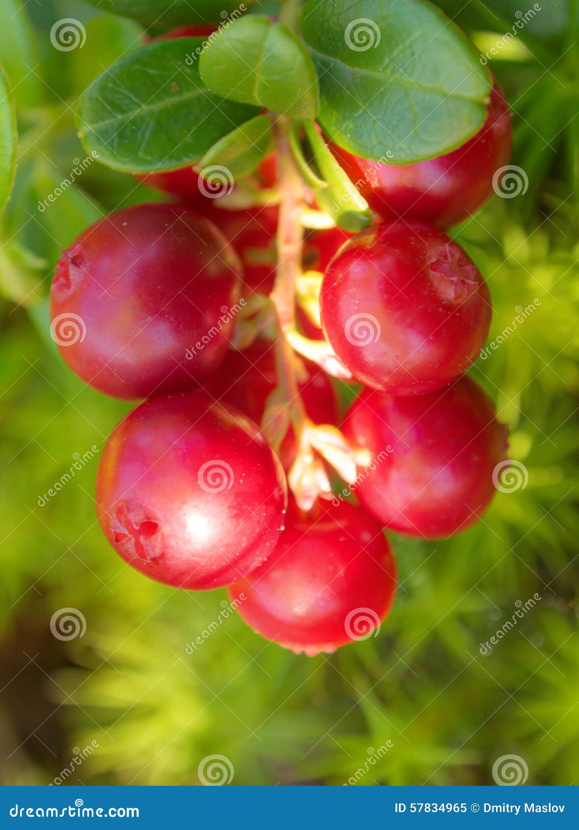 Cowberry close up stock image. Image of small, closeup - 57834965