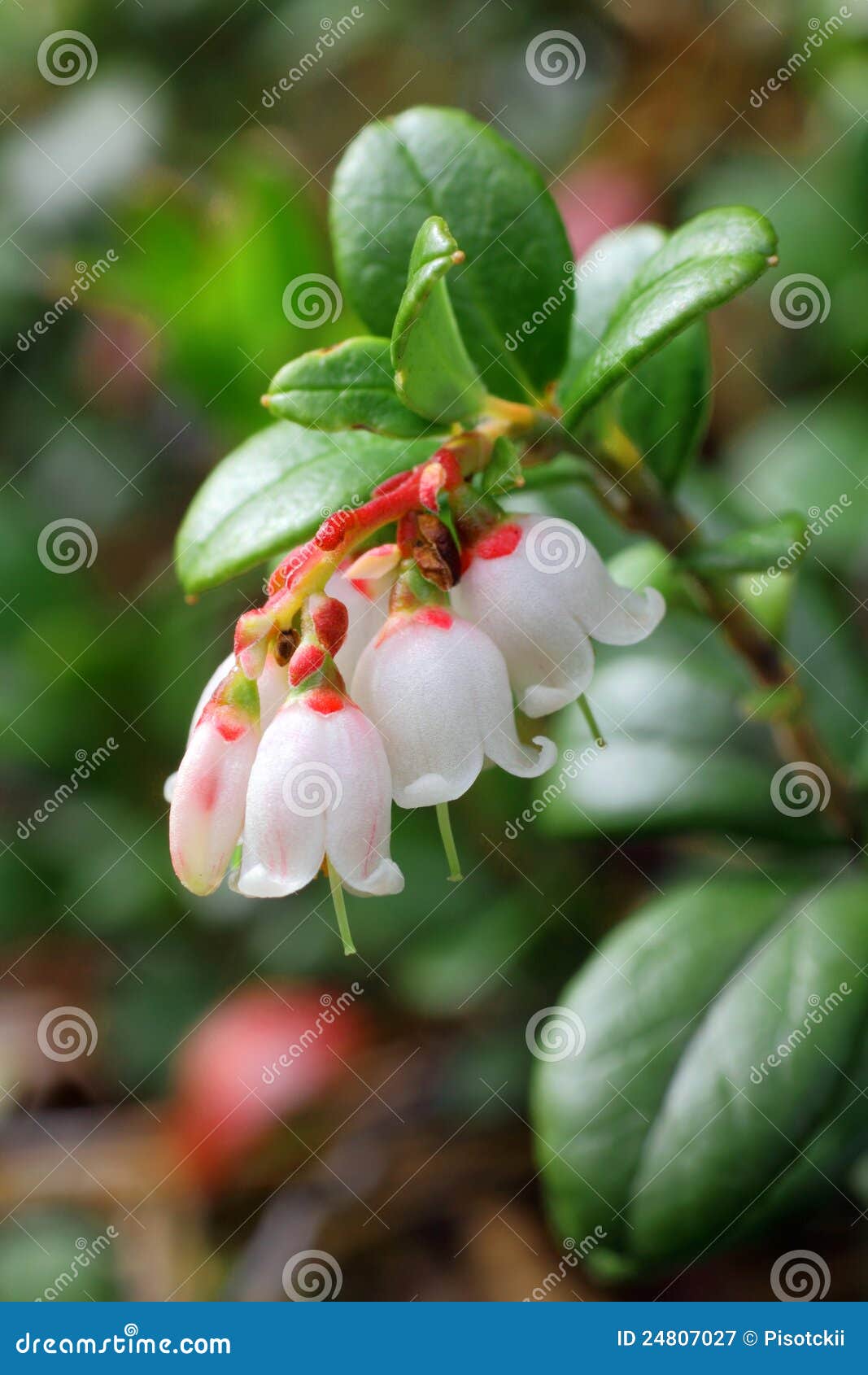 Cowberry flowers stock image. Image of flower, nature - 24807027