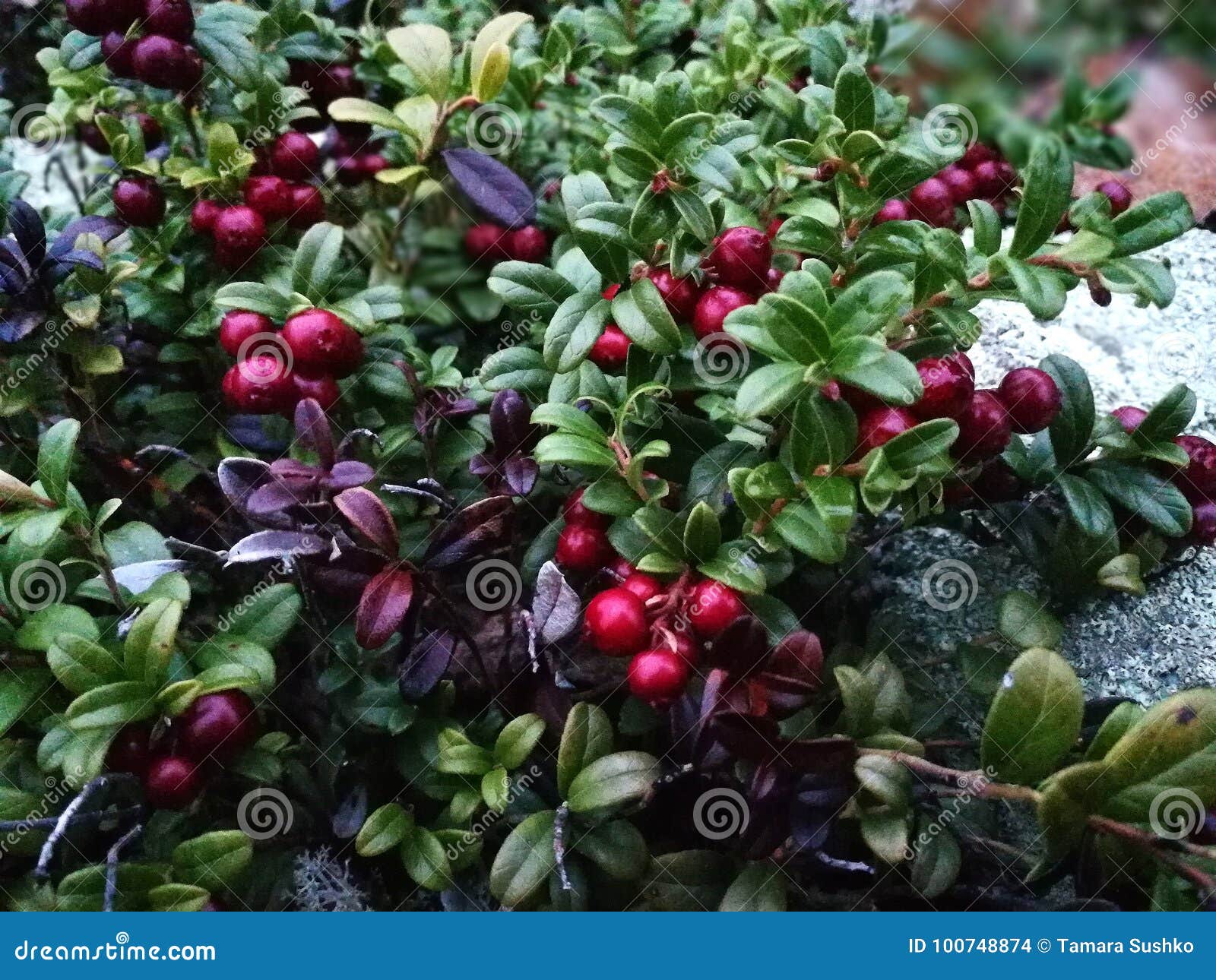 Cowberry stock photo. Image of forest, cowberry, healthy - 100748874