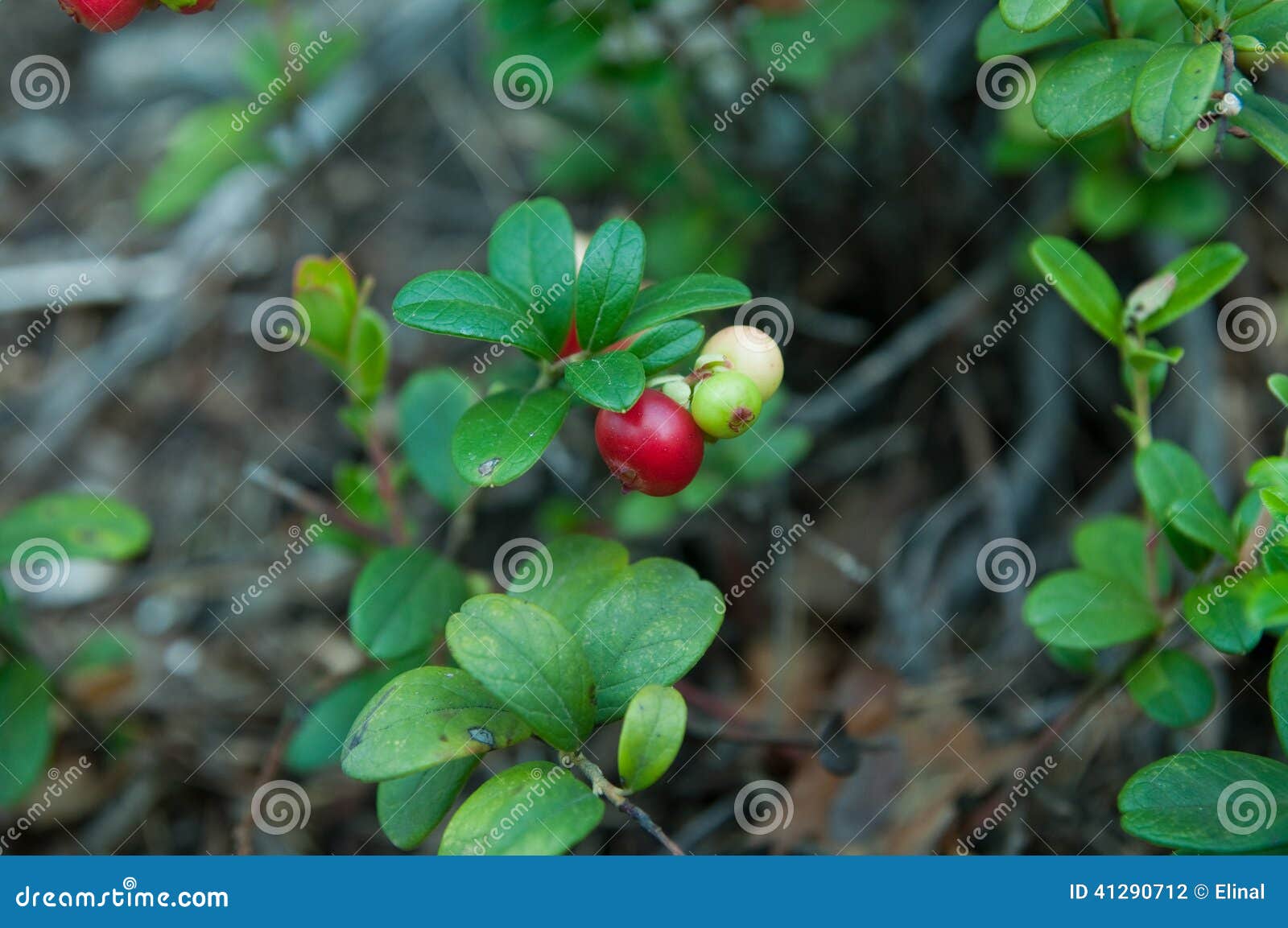 Cowberry in the forest stock photo. Image of organic - 41290712