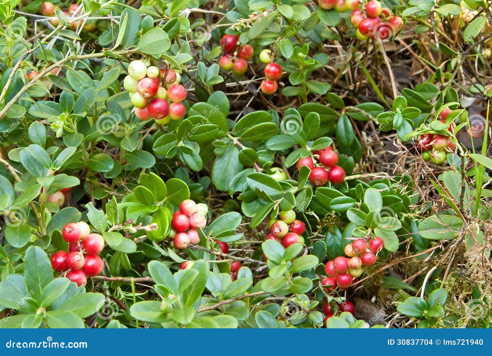 Cowberry in forest stock photo. Image of shrub, plant - 30837704