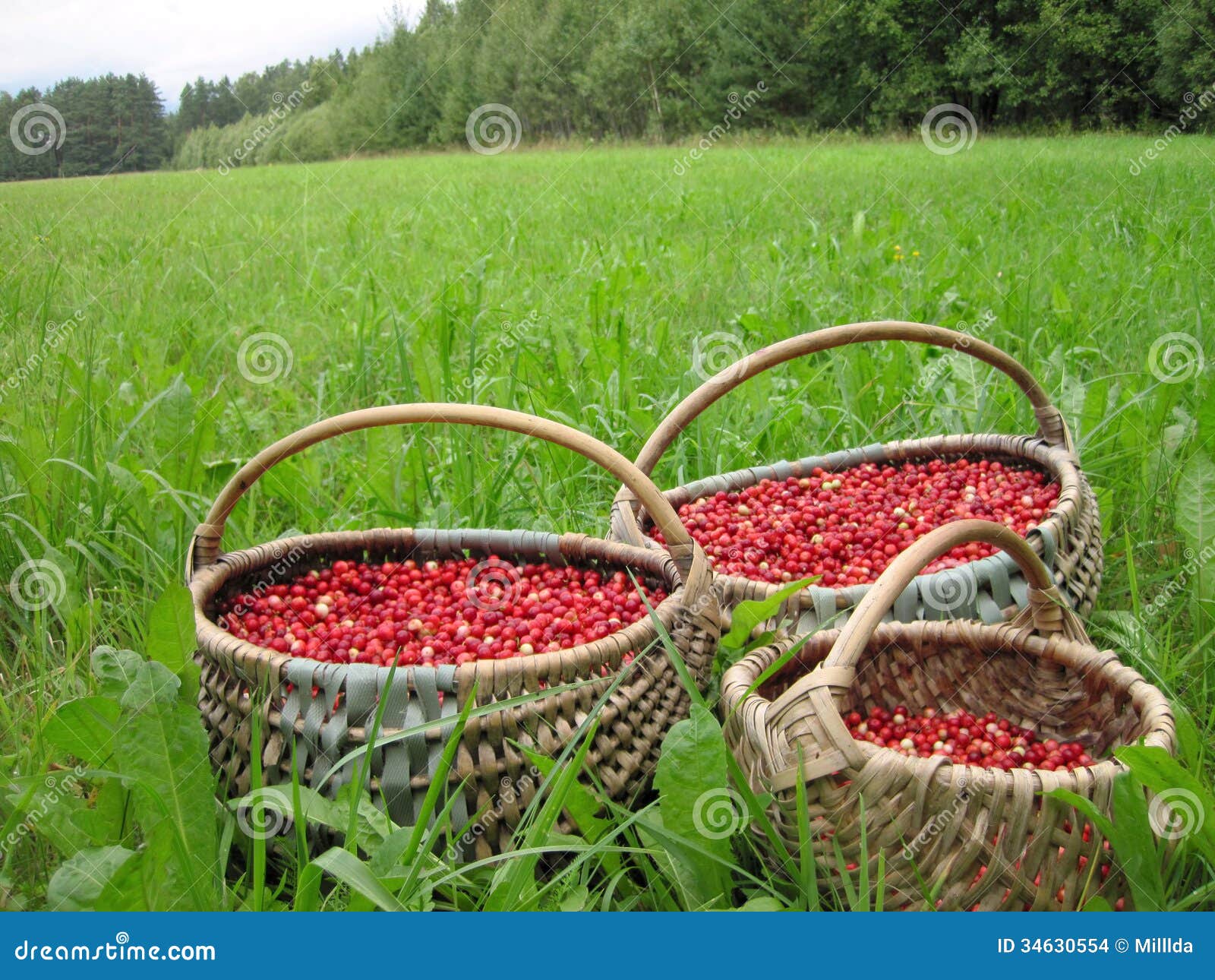 Cowberry stock photo. Image of pick, nature, cowberry - 34630554