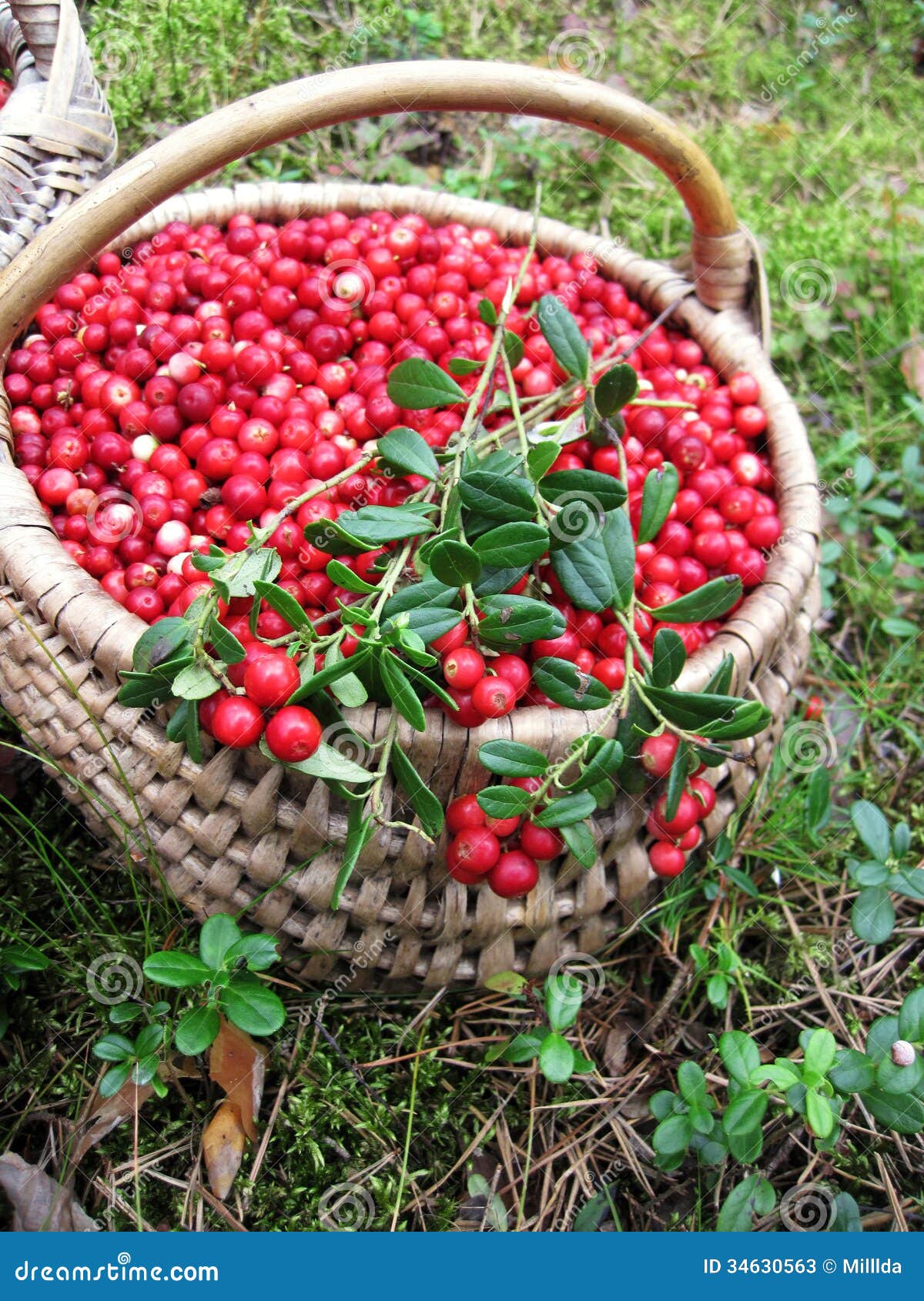 Cowberry stock image. Image of berry, view, food, berries - 34630563