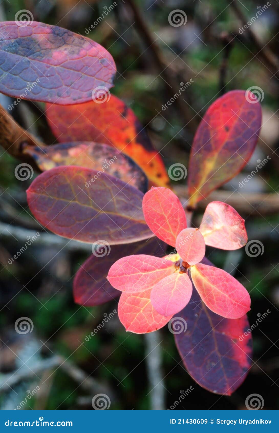 Cowberry leaves stock image. Image of diet, fresh, macro - 21430609