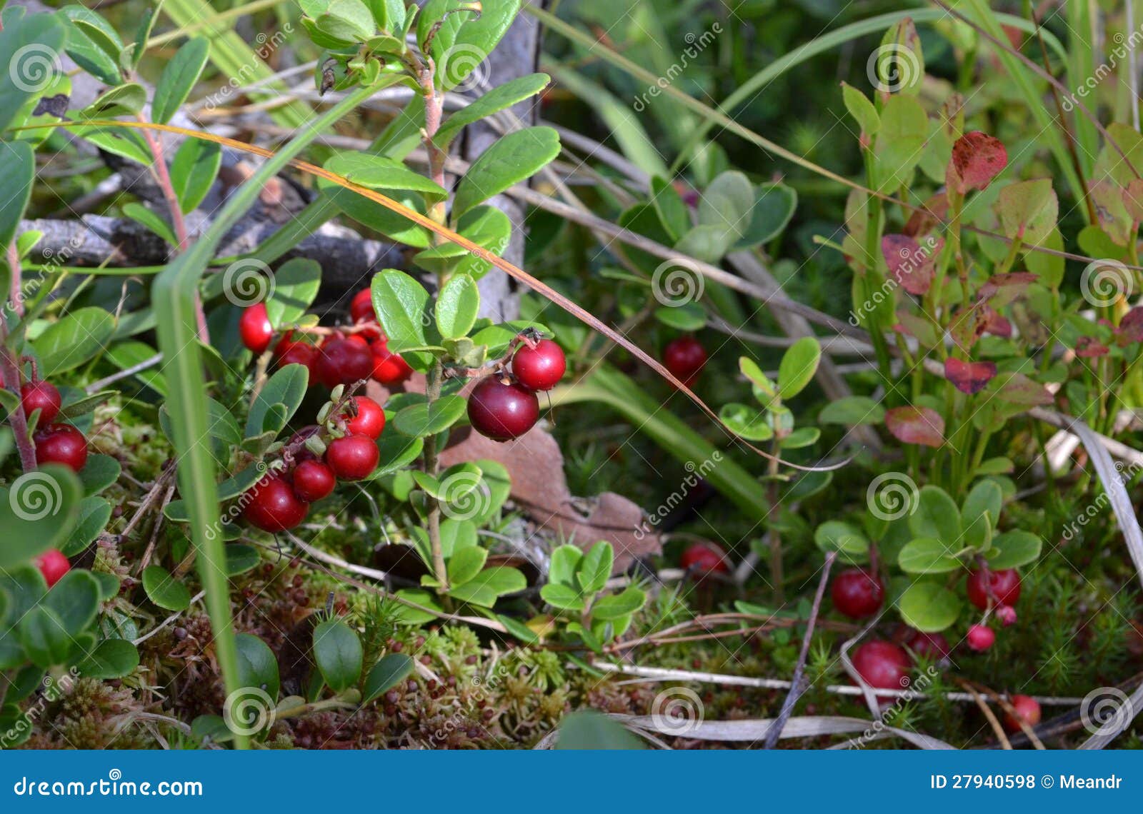 Cowberry or lingonberry stock photo. Image of cranberry - 27940598