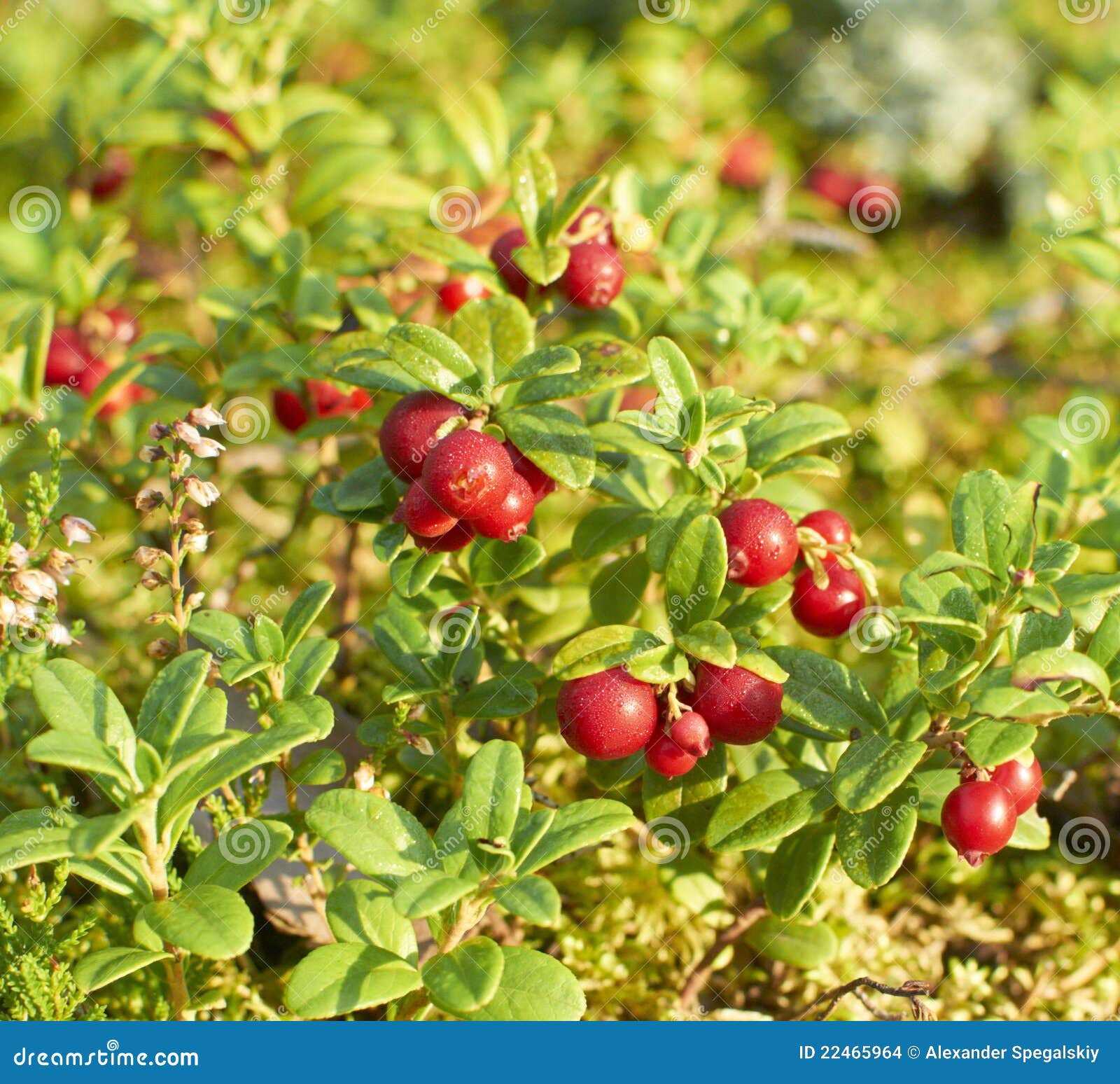 Cowberry plant stock photo. Image of crowberries, background - 22465964
