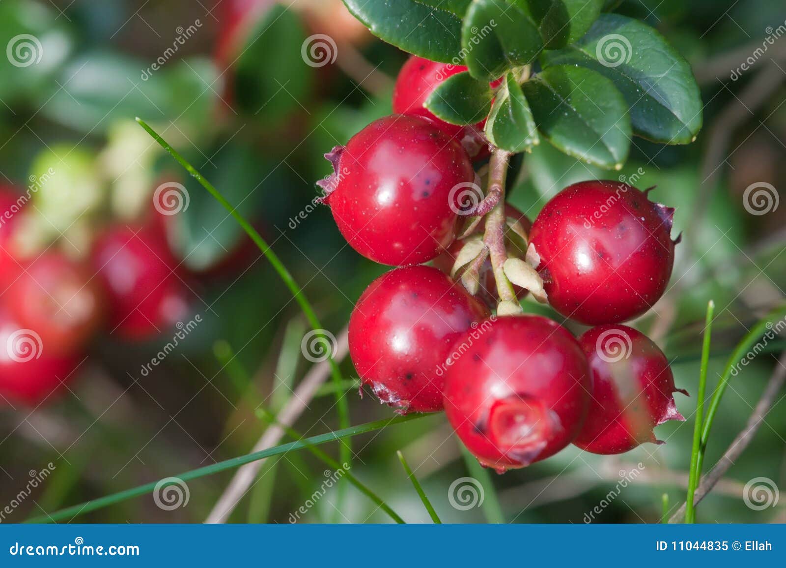 Cowberry plant in forest stock image. Image of berry - 11044835
