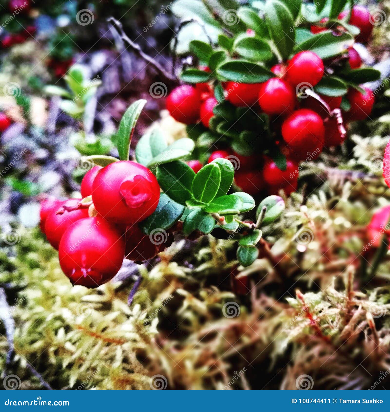 Cowberry stock image. Image of berry, ripe, forest, autumn - 100744411