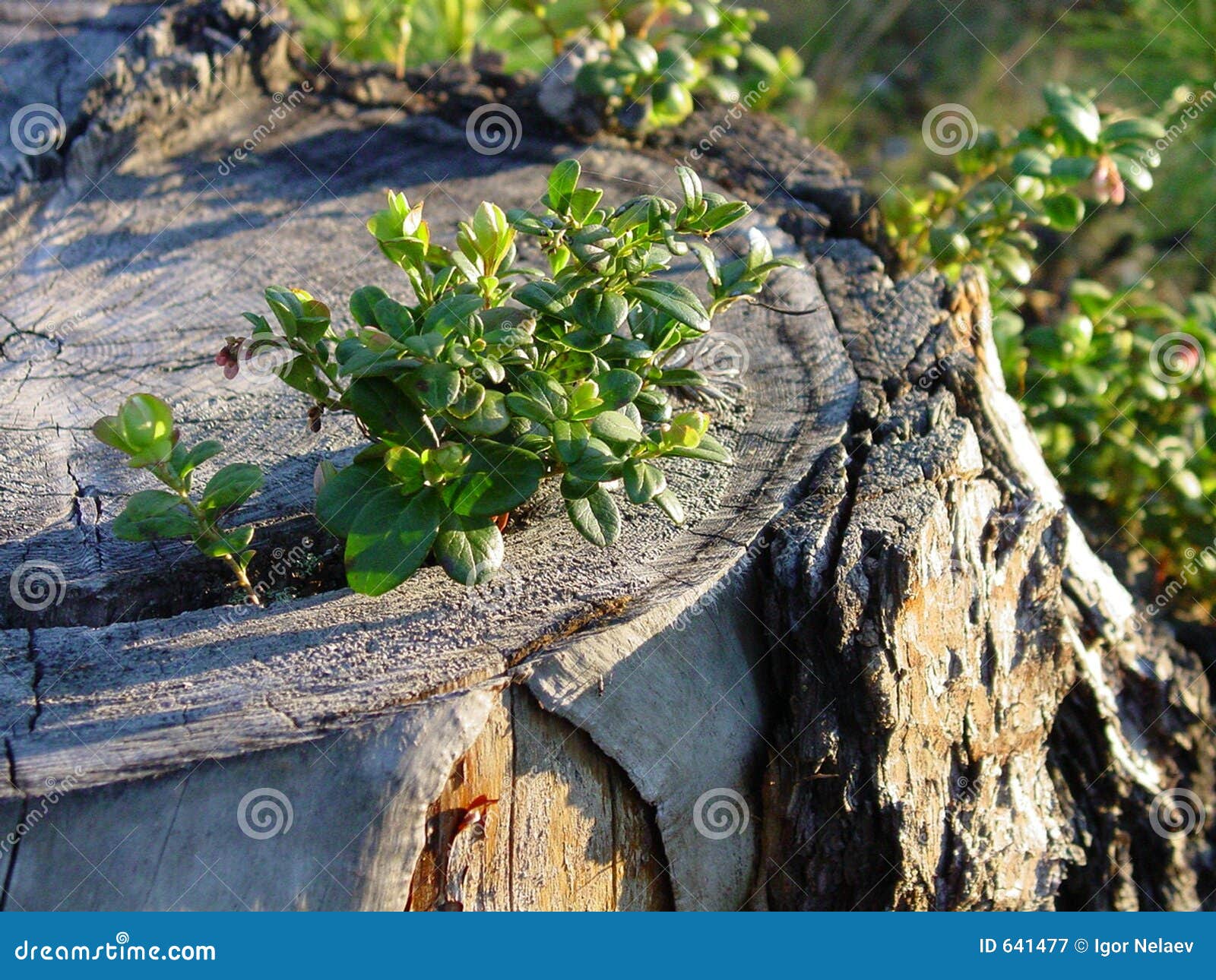 Cowberry Shrub on Tree Stump Stock Image - Image of leaves, lingonberry ...