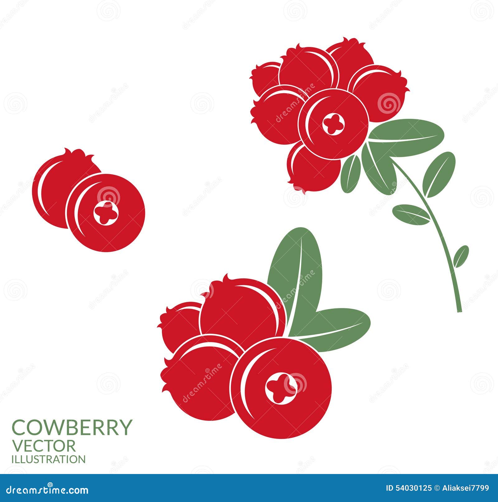 Cowberry stock vector. Illustration of wild, herbal, vitamin - 54030125