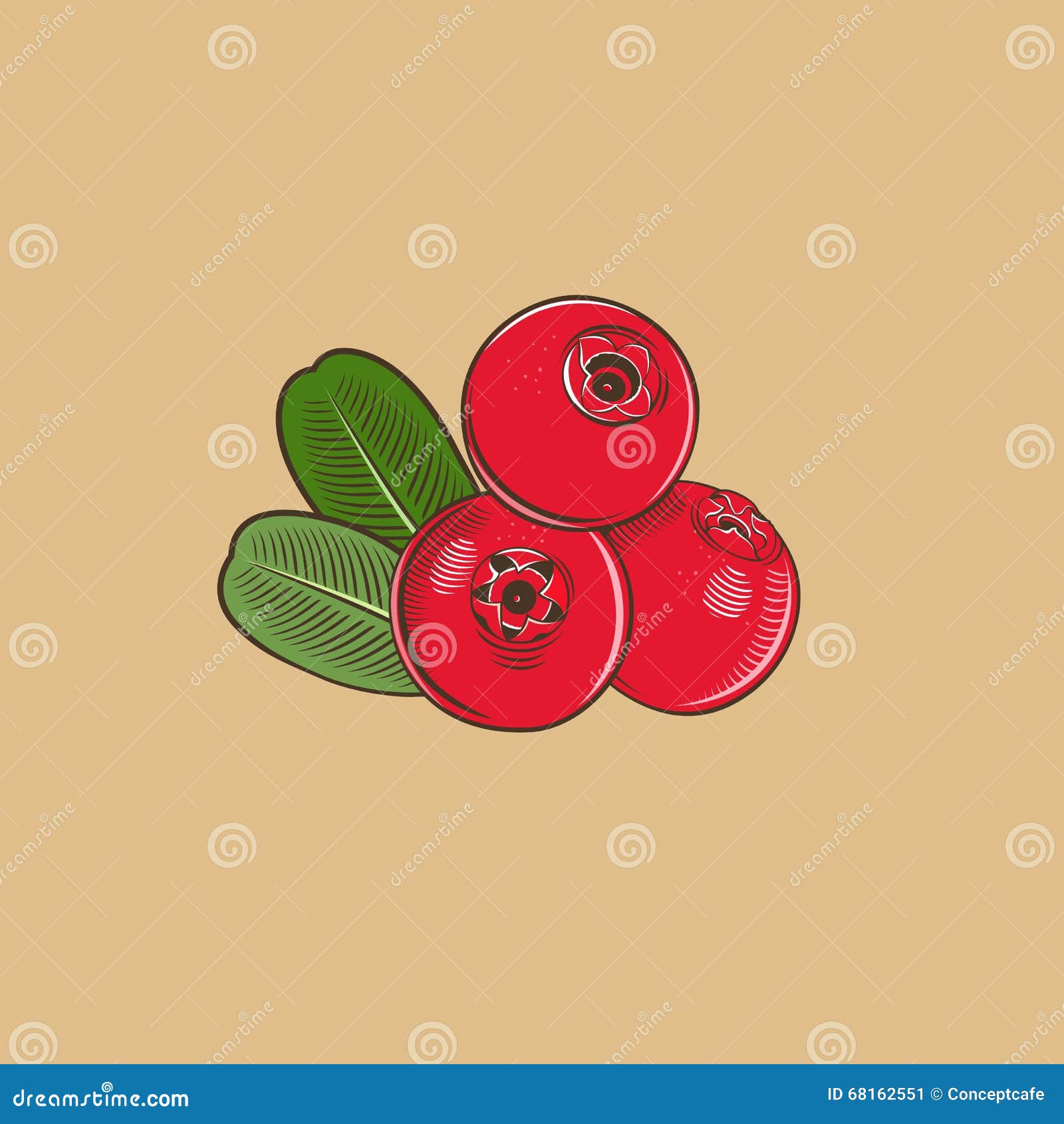 Cowberry in Vintage Style. Colored Vector Illustration Stock Vector ...