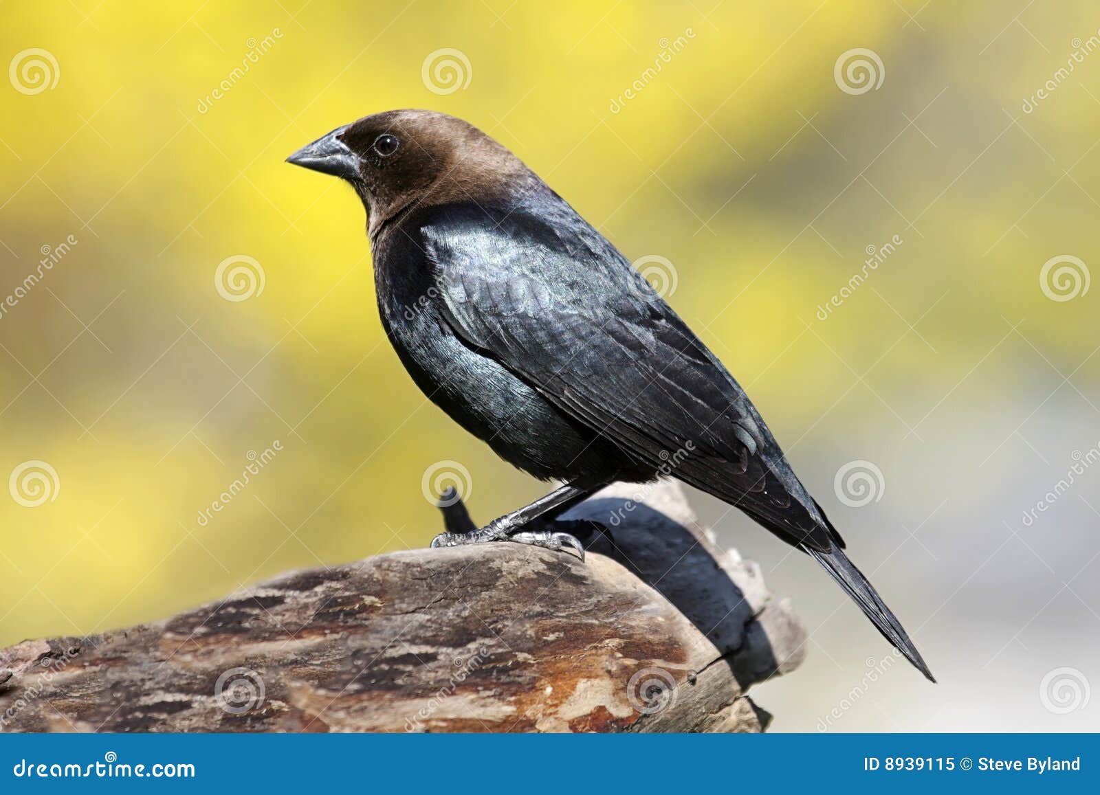 Cowbird em uma vara imagem de stock. Imagem de fauna, forsythia - 8939115