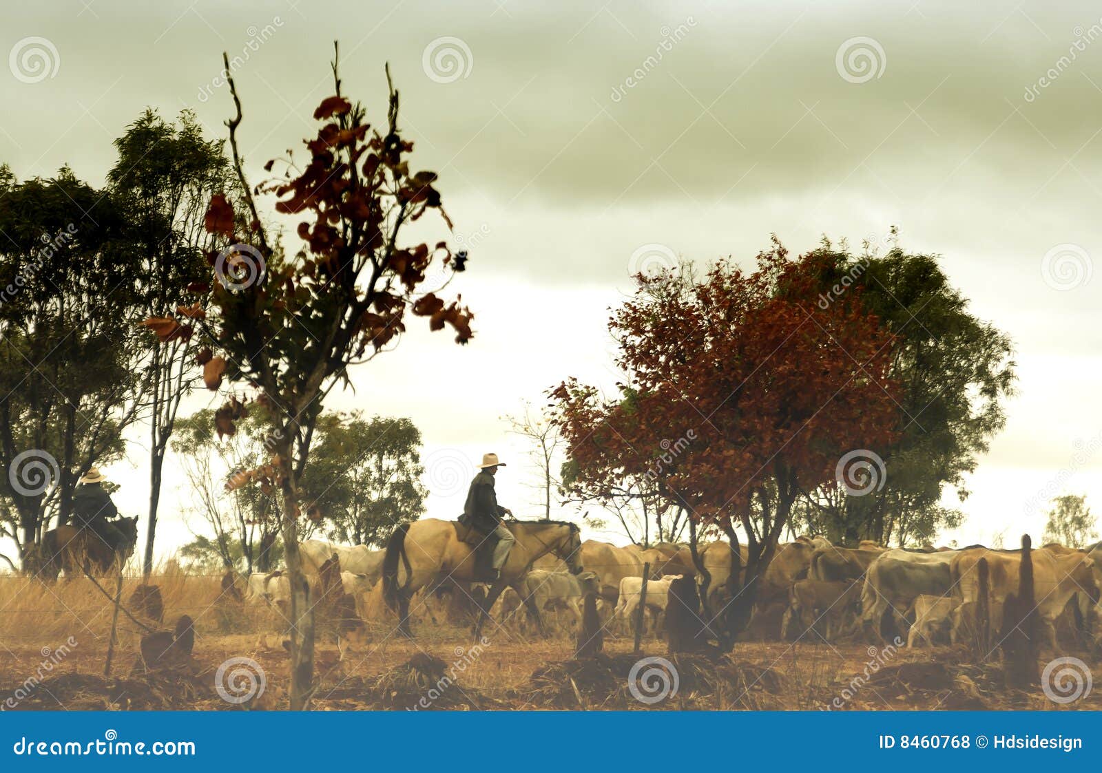 Cowboy in Australian Outback Stock Photo - Image of agriculture ...