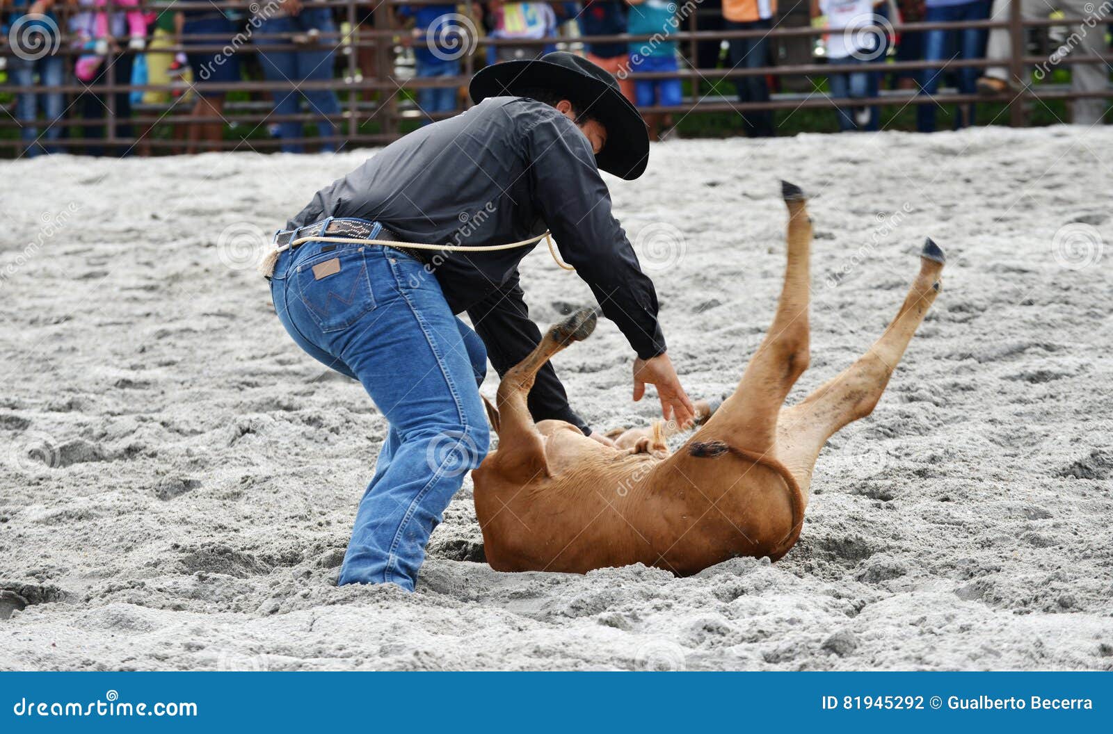 The Cowboy In A Calf Roping Competition. Editorial Image ...
