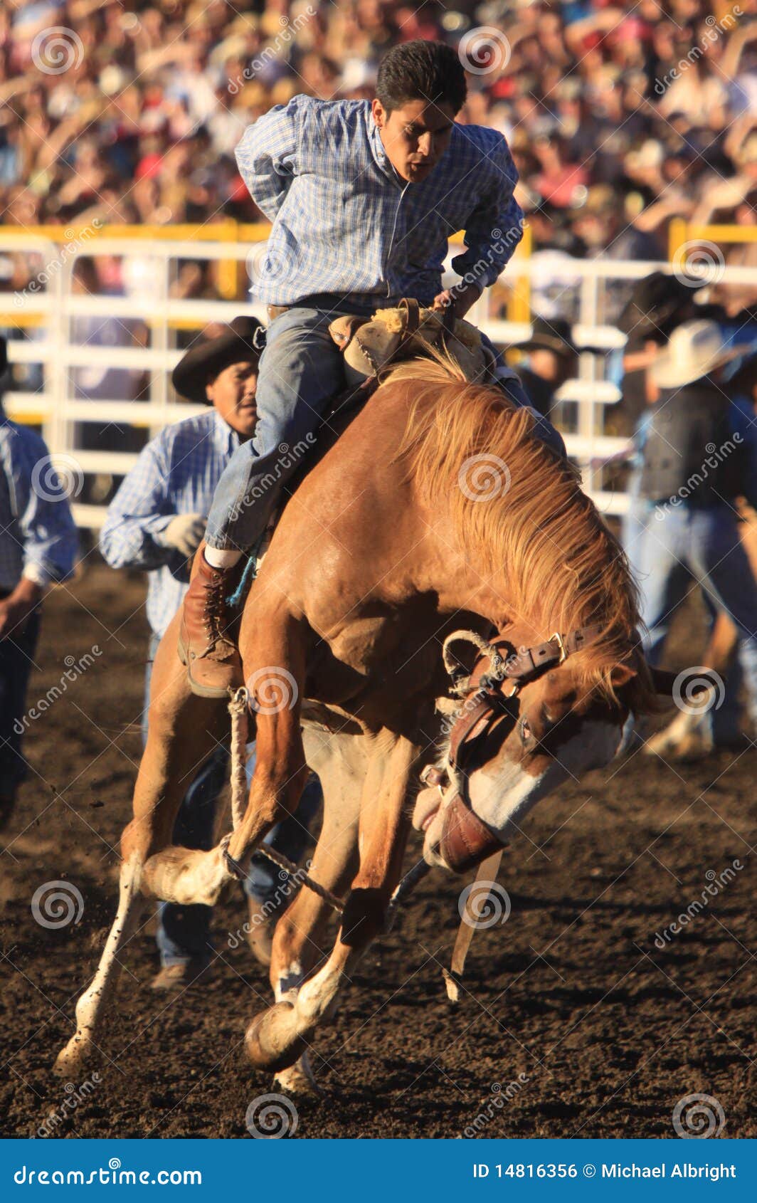 Cowboy on Bronc editorial photo. Image of saddle, cowboy - 14816356