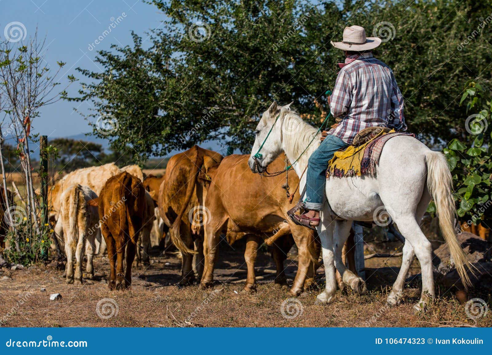 Cowboy With Cattle Editorial Image | CartoonDealer.com #106474348
