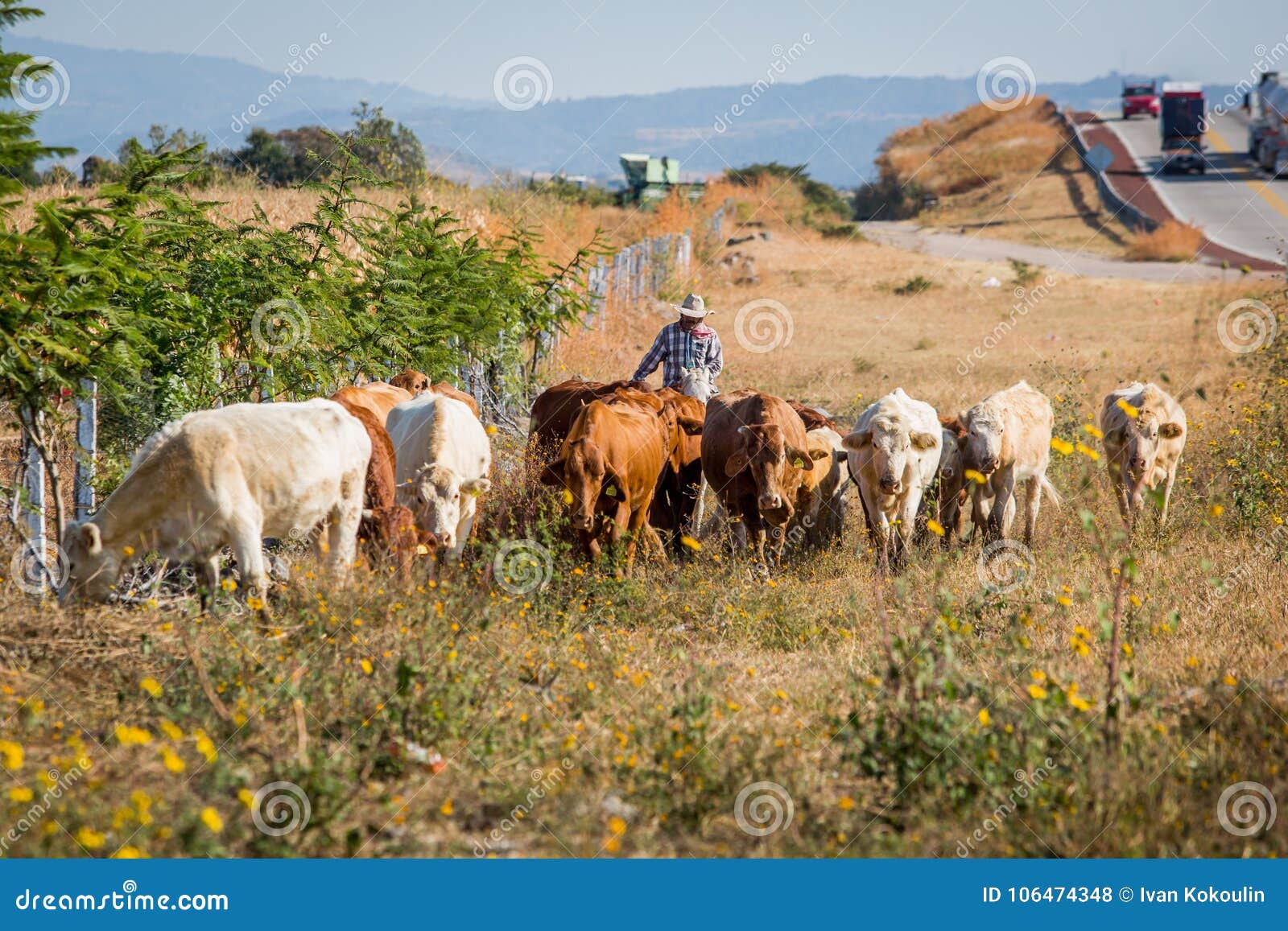 Cowboy with cattle editorial stock photo. Image of cowboys - 106474348