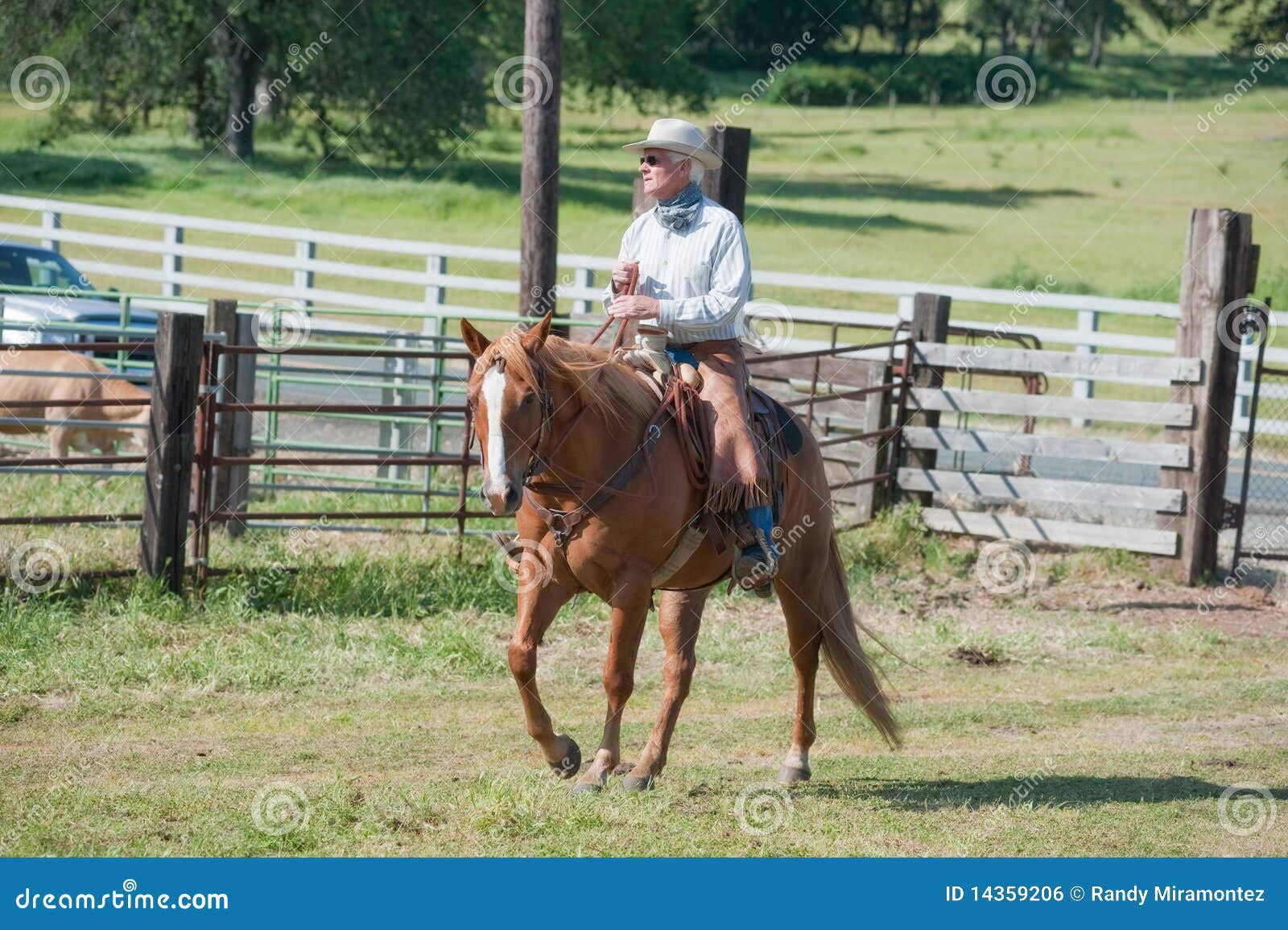 Cowboy Che Monta Un Cavallo Fotografia Stock - Immagine di regni ...