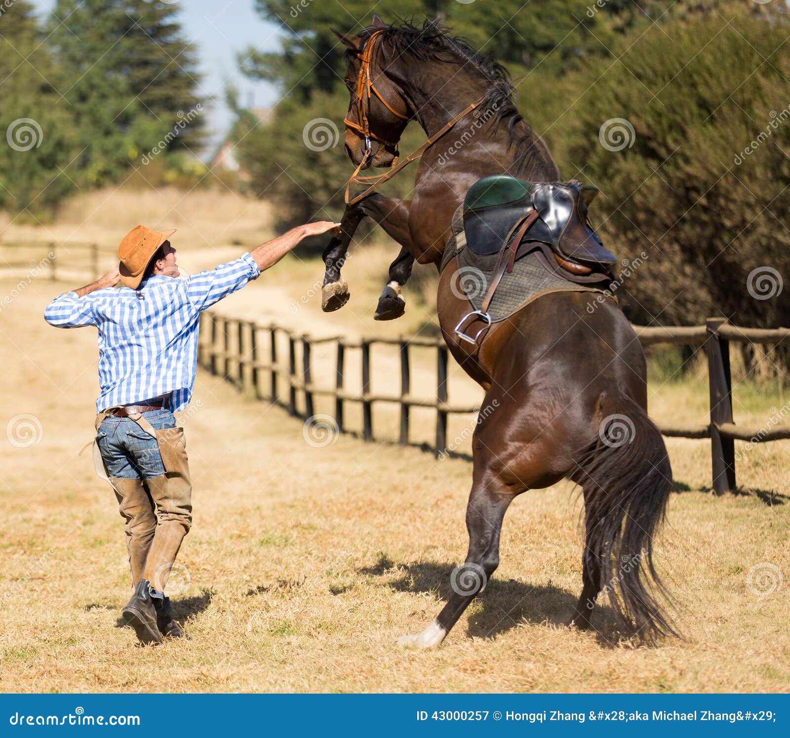 Cowboy control horse stock image. Image of outdoors, jeans - 43000257