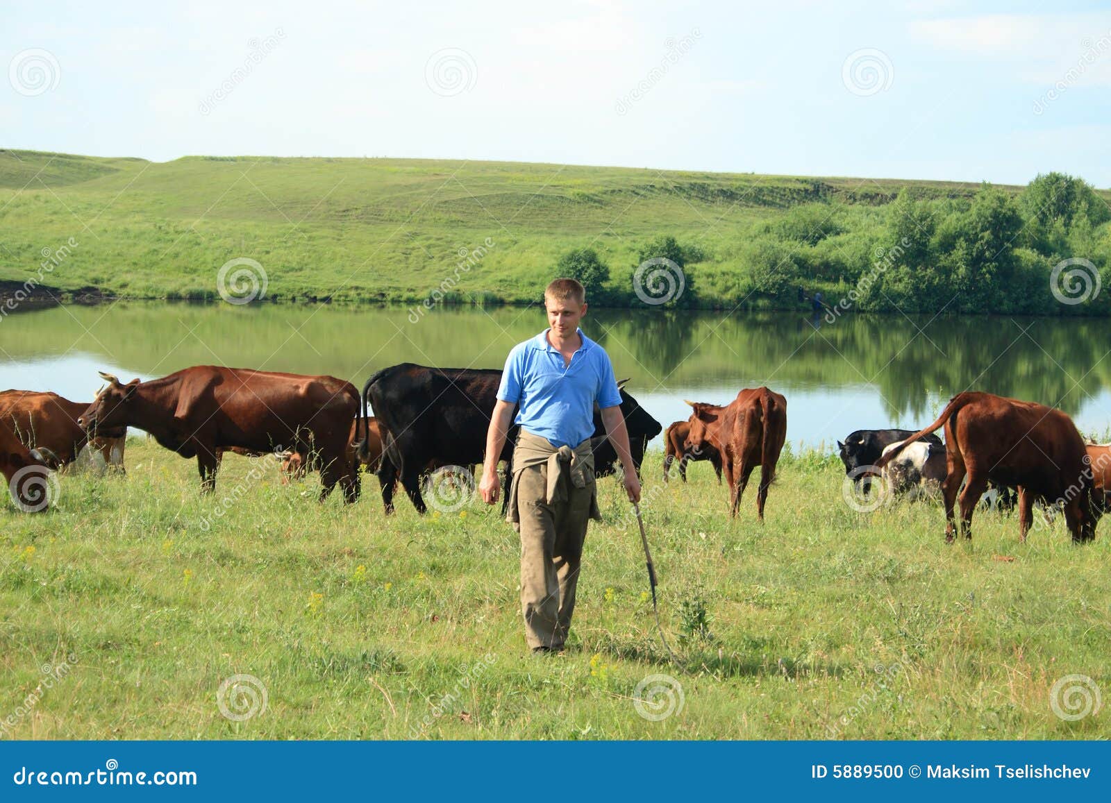 Cowboy with cows stock photo. Image of ranch, lasso, mountains - 5889500