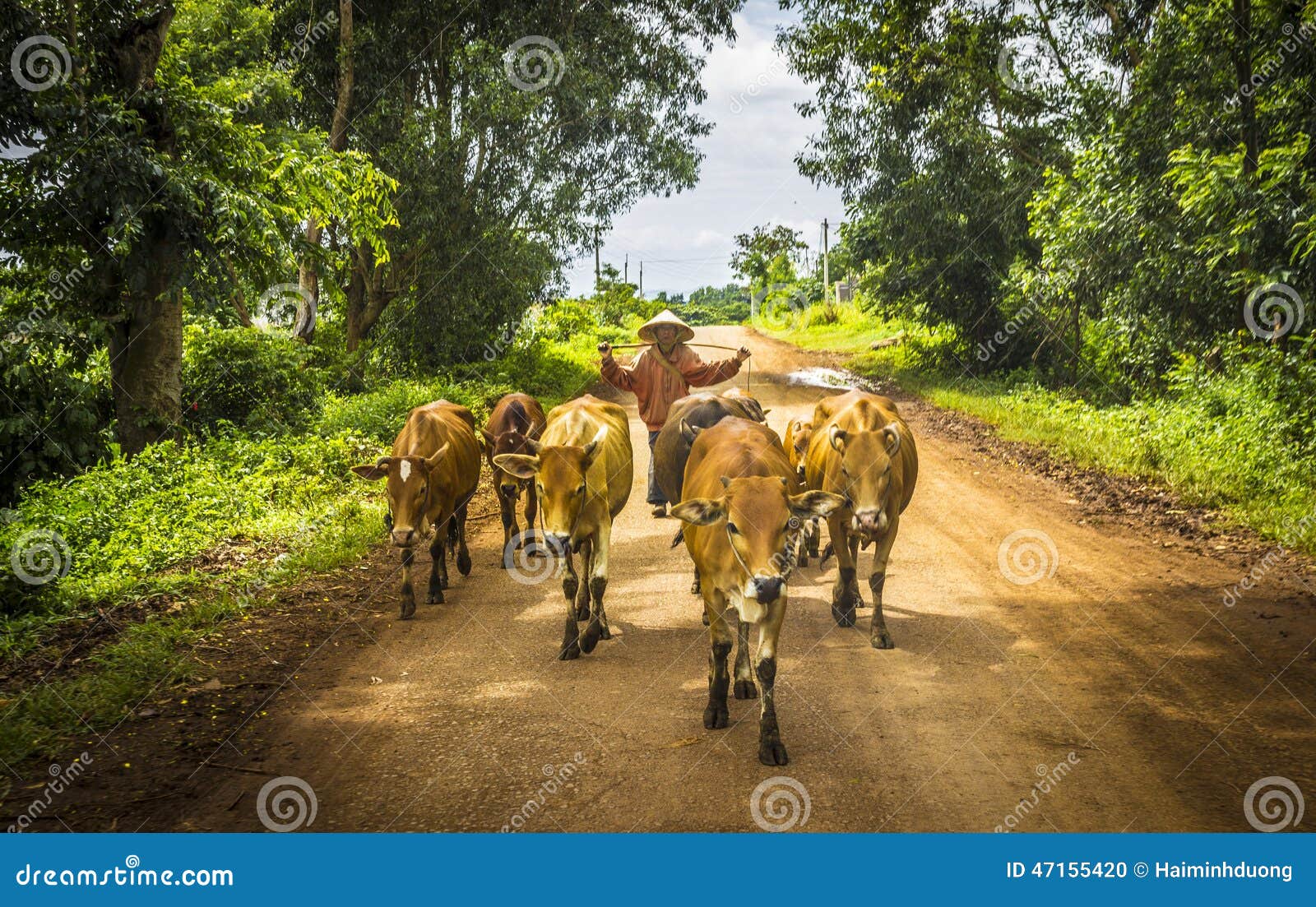 The cowboy and cows editorial image. Image of cloudscape - 47155420