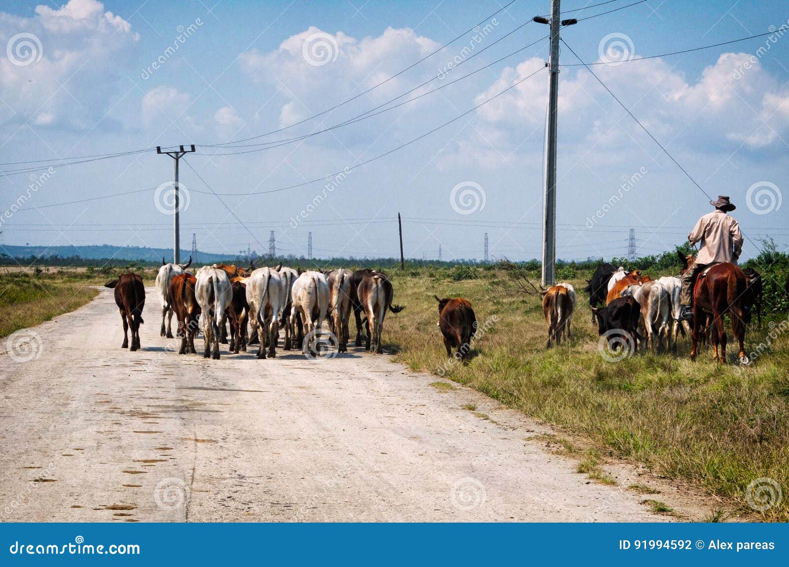 Cowboy Moving Cattle To New Pasture On The Ranch Stock Image ...