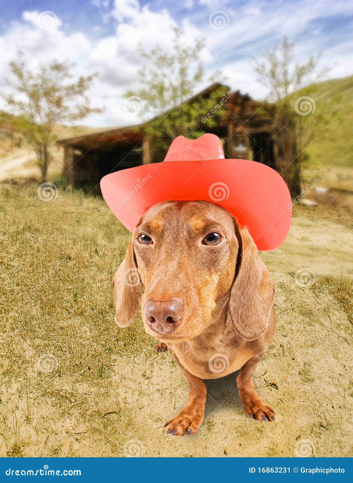 Cowboy dog stock image. Image of western, costume, furry - 16863231
