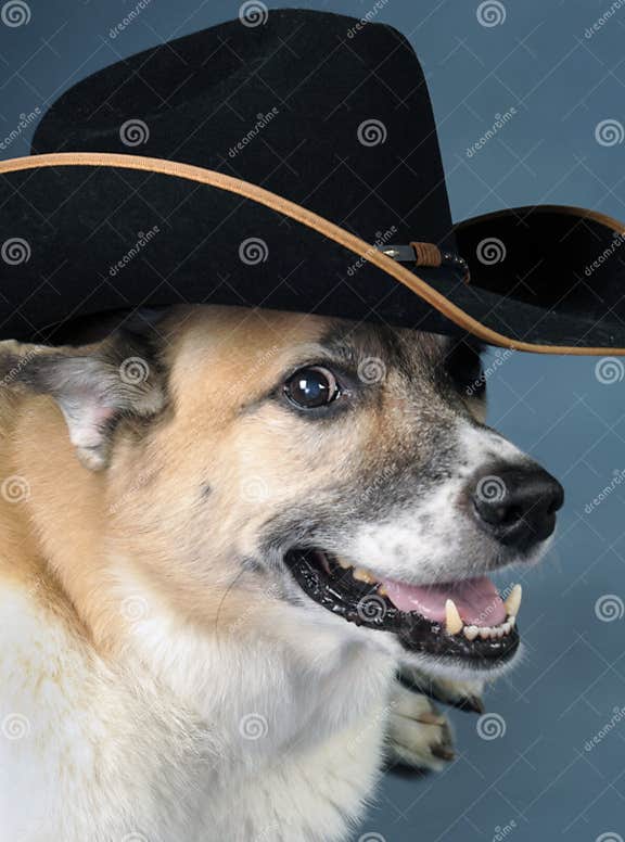 Cowboy Dog. stock photo. Image of cowboy, smile, breed - 20913496