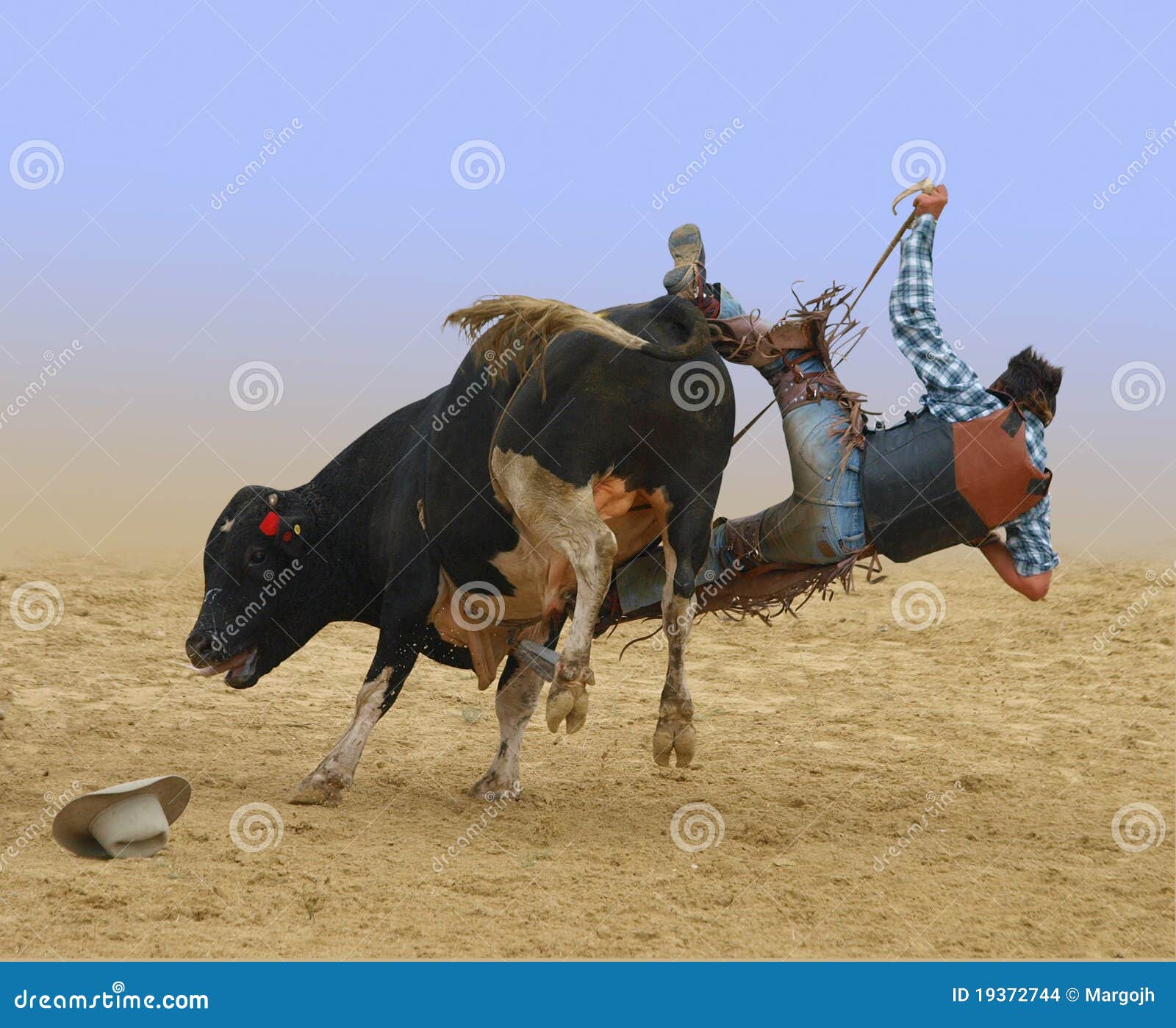 Cowboy-Fallen Von Einem Bull Stockfoto - Bild von staub, konkurrenz ...