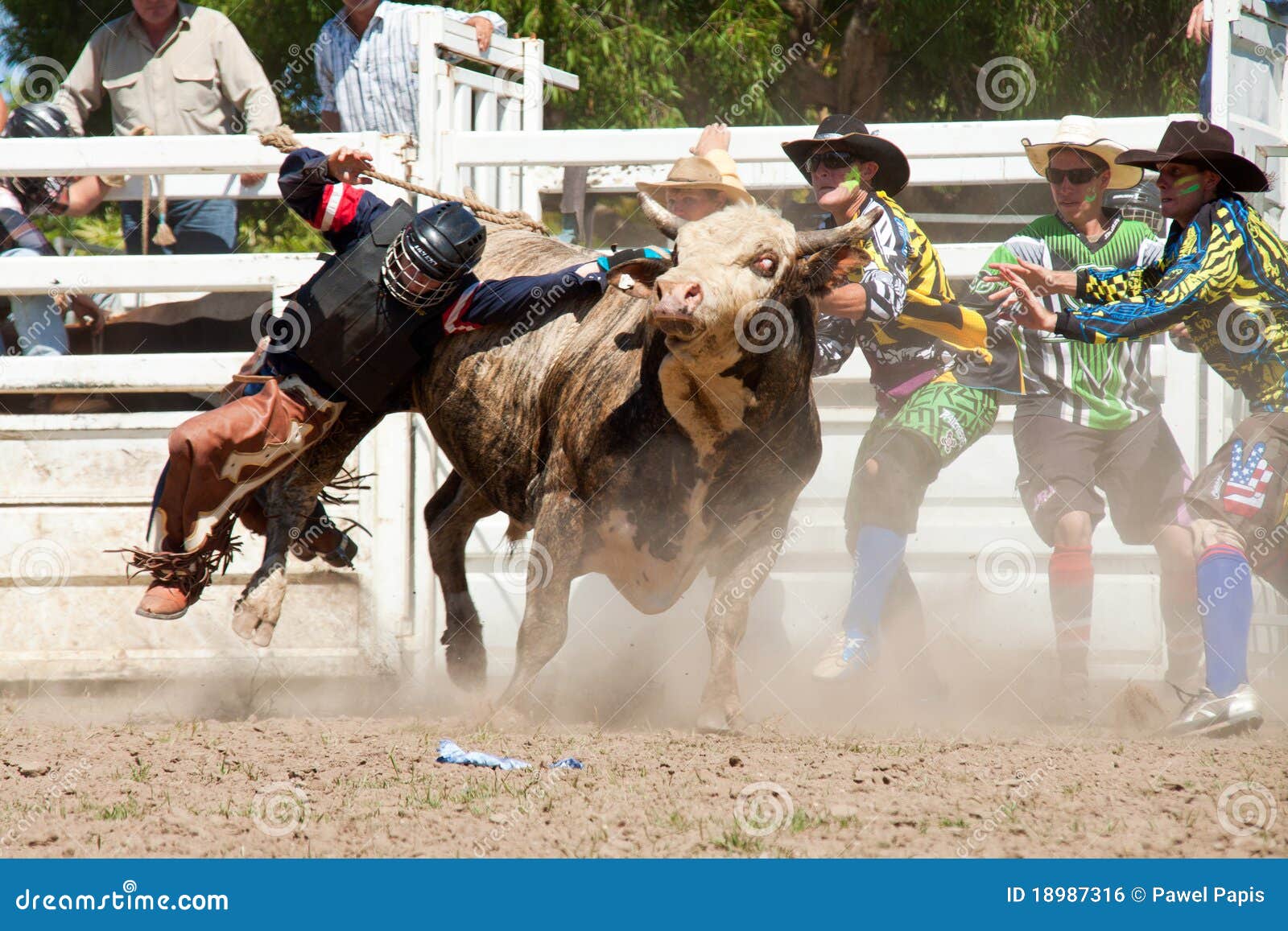Cowboy Falls from Dangerous Bull Editorial Photo - Image of cattle ...