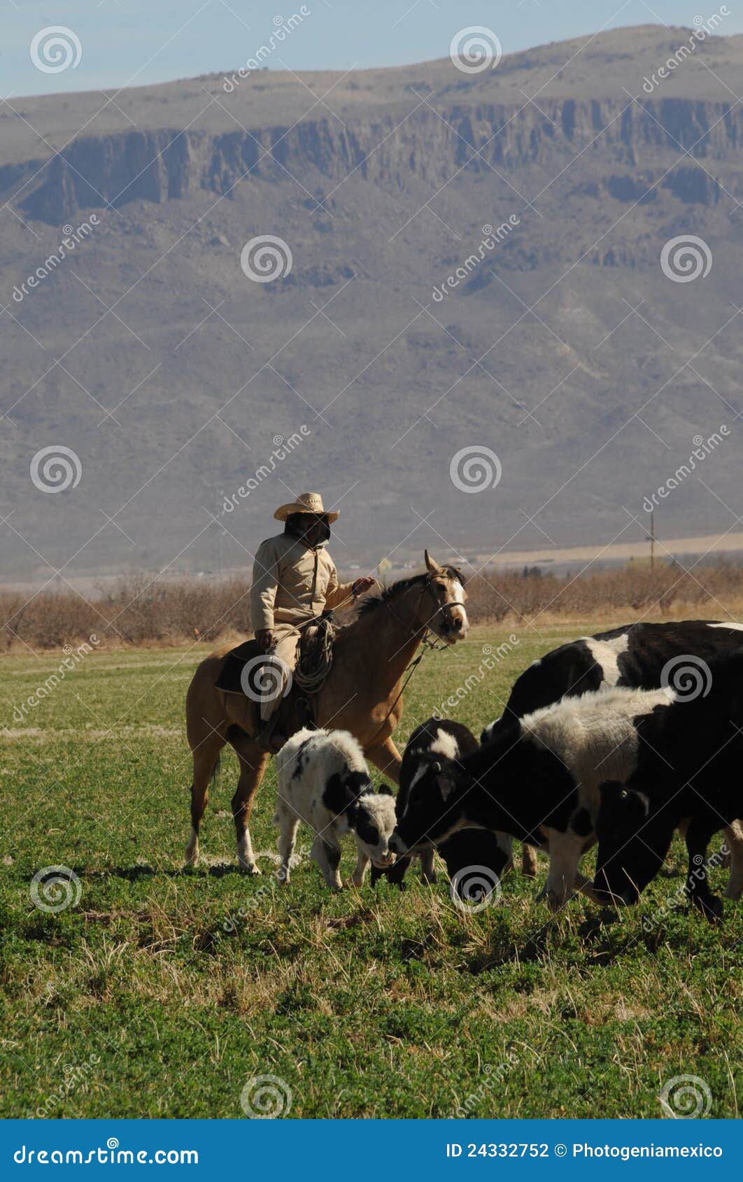 Cowboy and grazing cows editorial photography. Image of jeans - 24332752