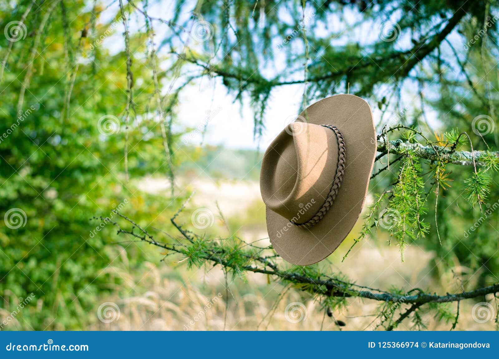 Cowboy hat on the tree stock photo. Image of traditional - 125366974