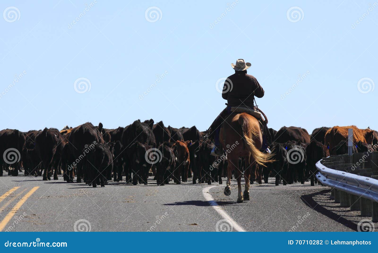 Cowboy Herding Cows on Horesback Editorial Photography - Image of ...