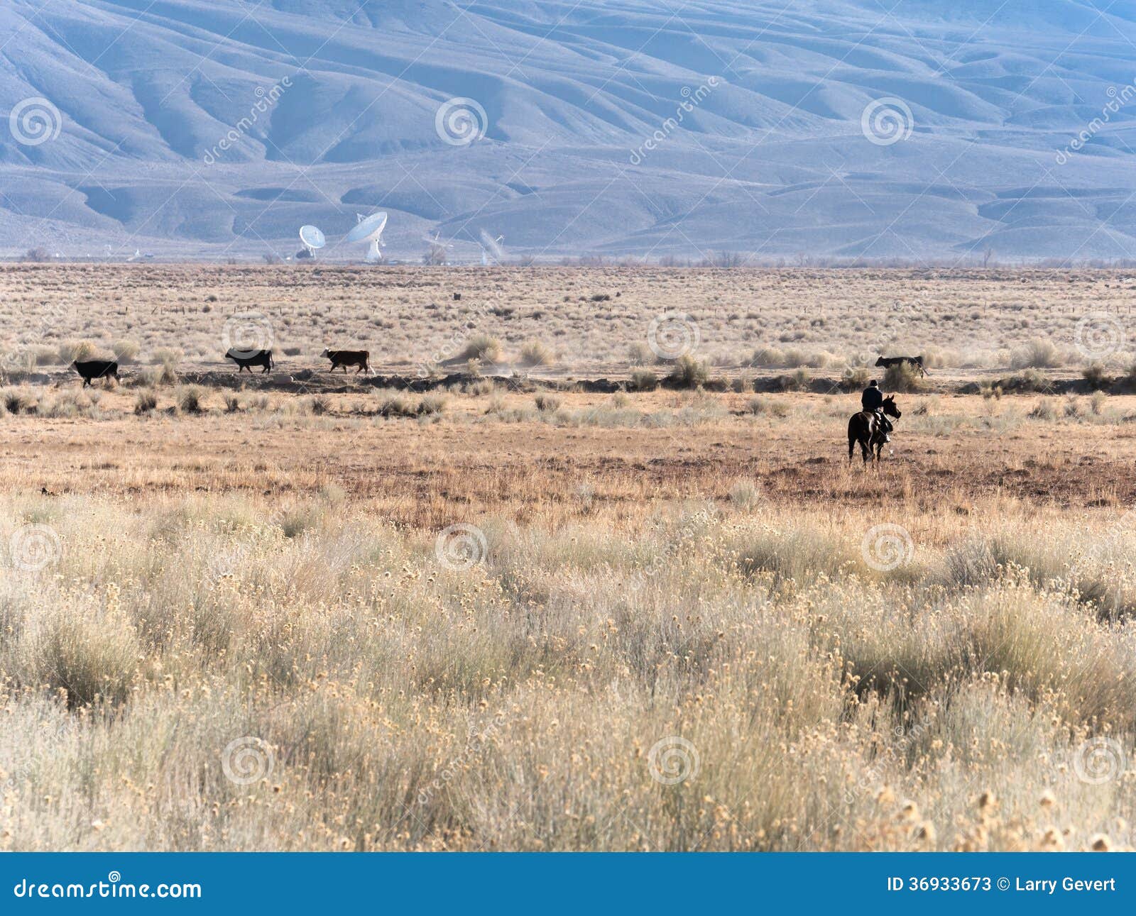 Cowboy in a High Tech World Stock Image - Image of animal, grass: 36933673