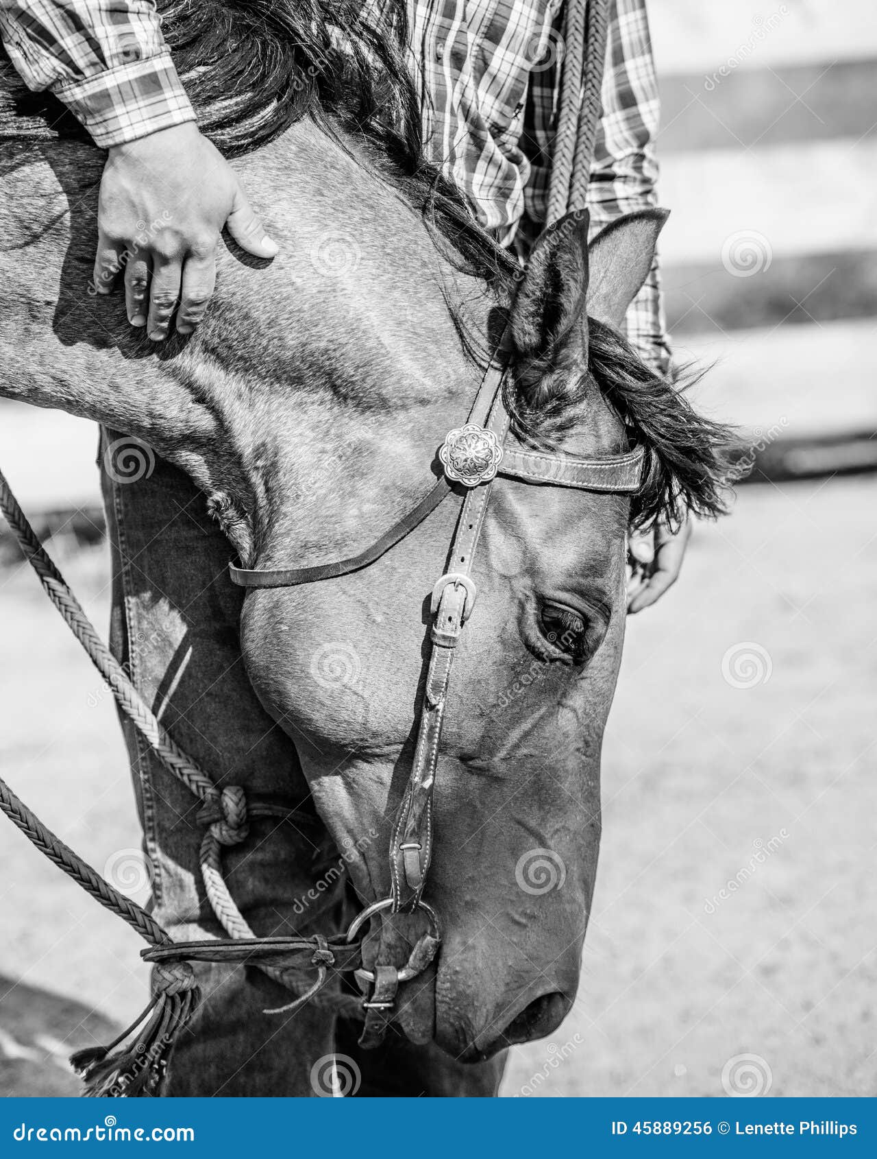 Cowboy and his horse stock photo. Image of cowboy, colt - 45889256